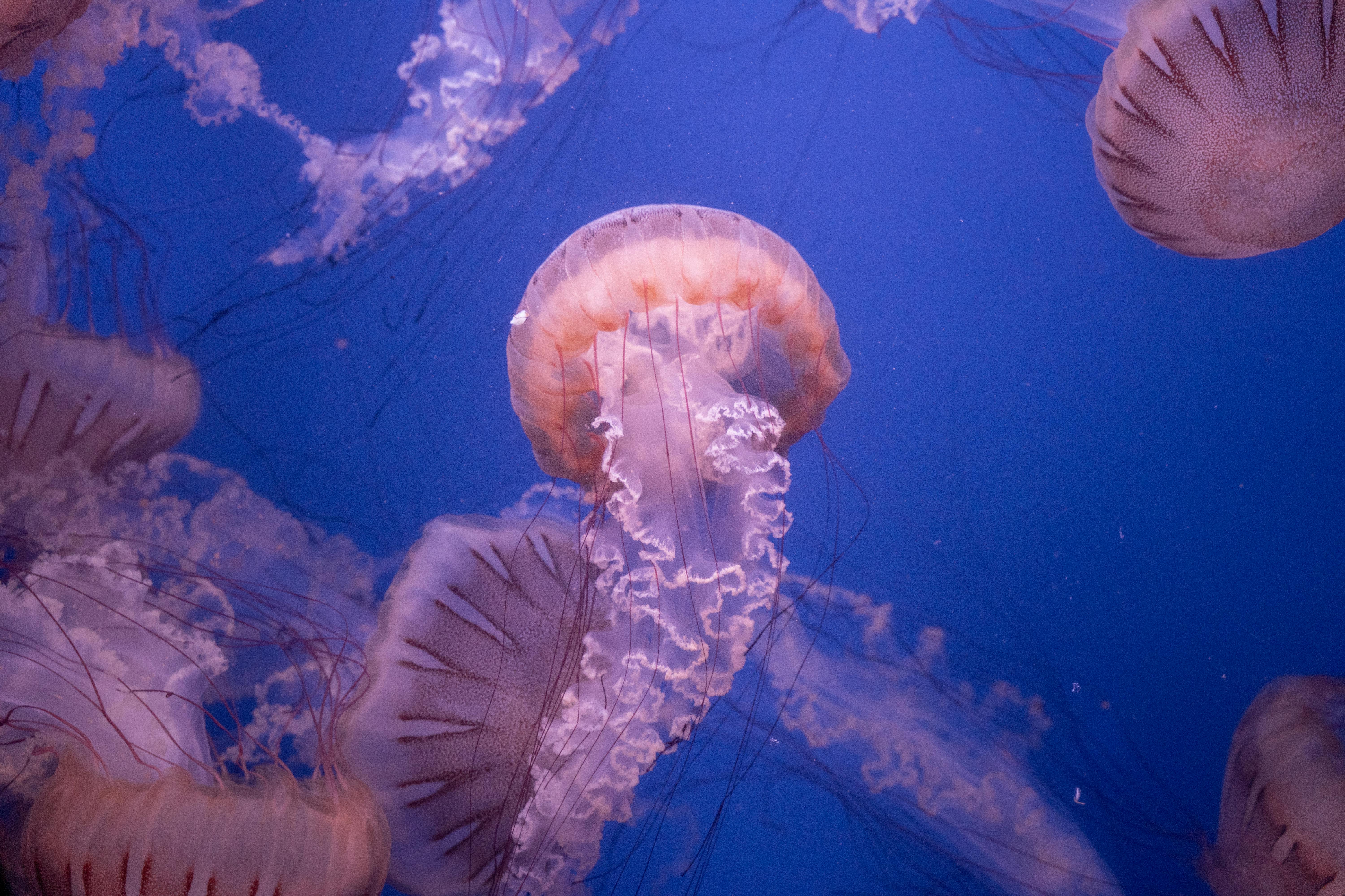 Foto de stock gratuita sobre acuario, acuático, ambiente marino, animal ...