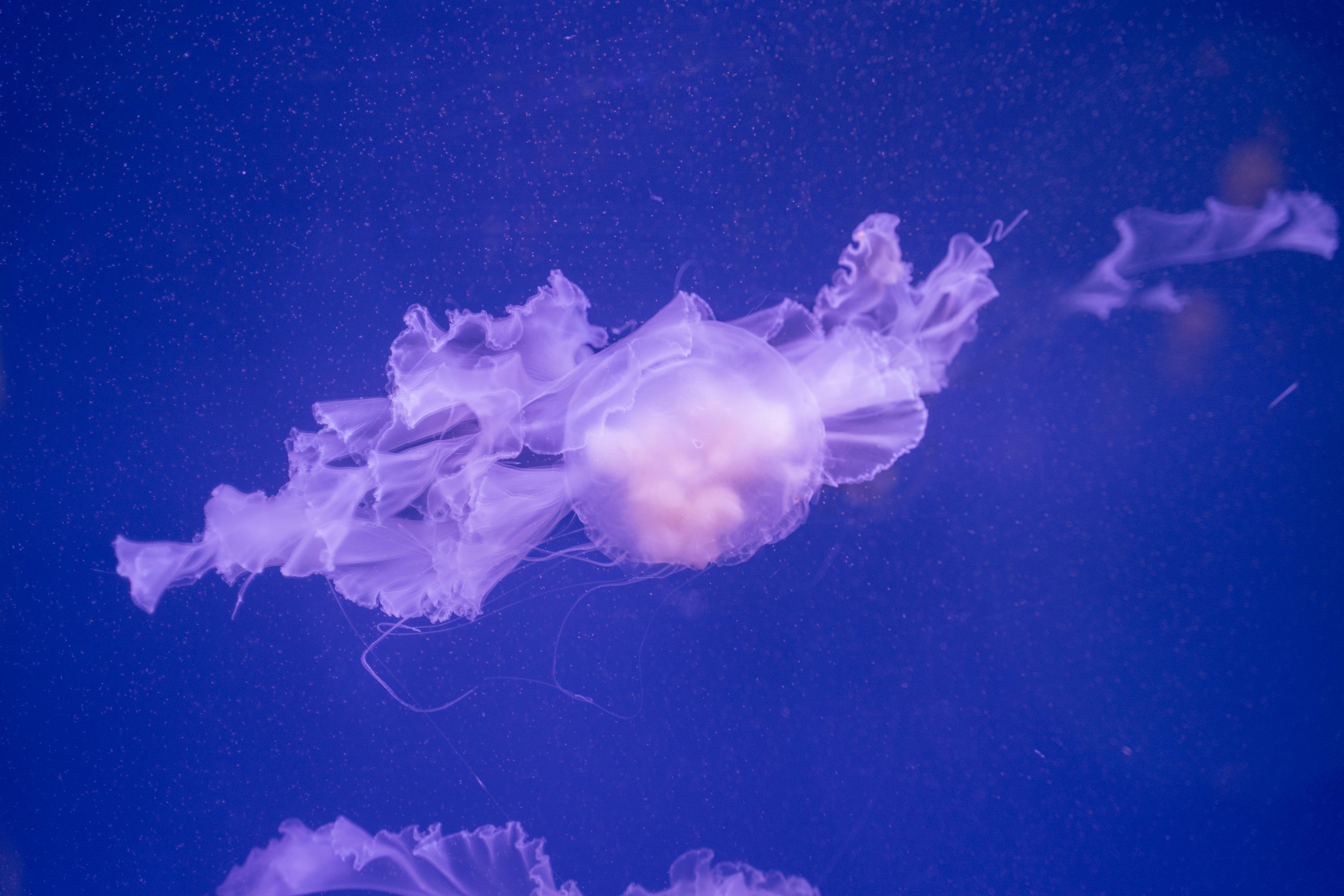 Pick Jellyfish Photos, Download The BEST Free Pick Jellyfish Stock ...