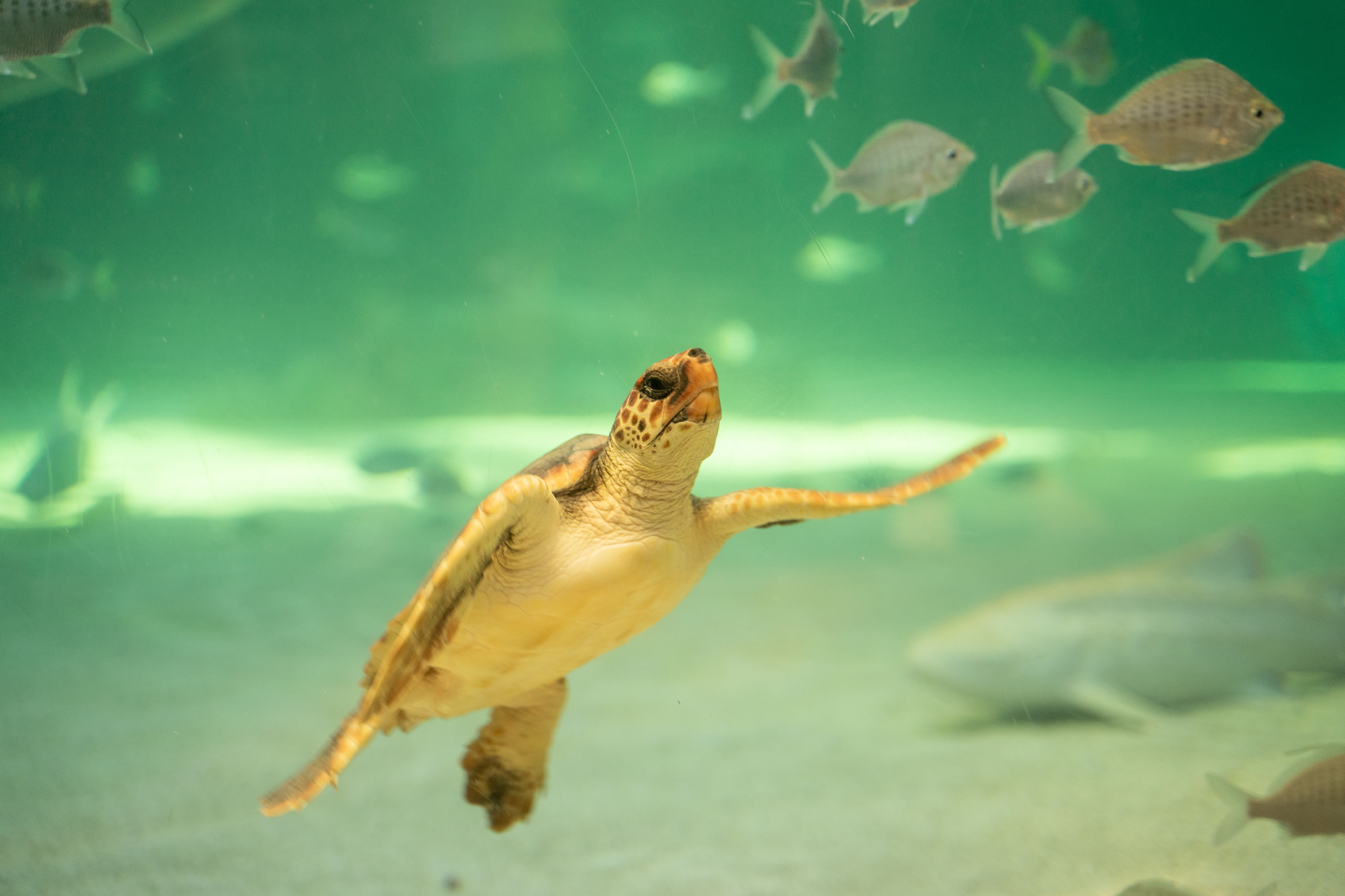 Hatchling of Sea Turtle Swimming in Sea · Free Stock Photo