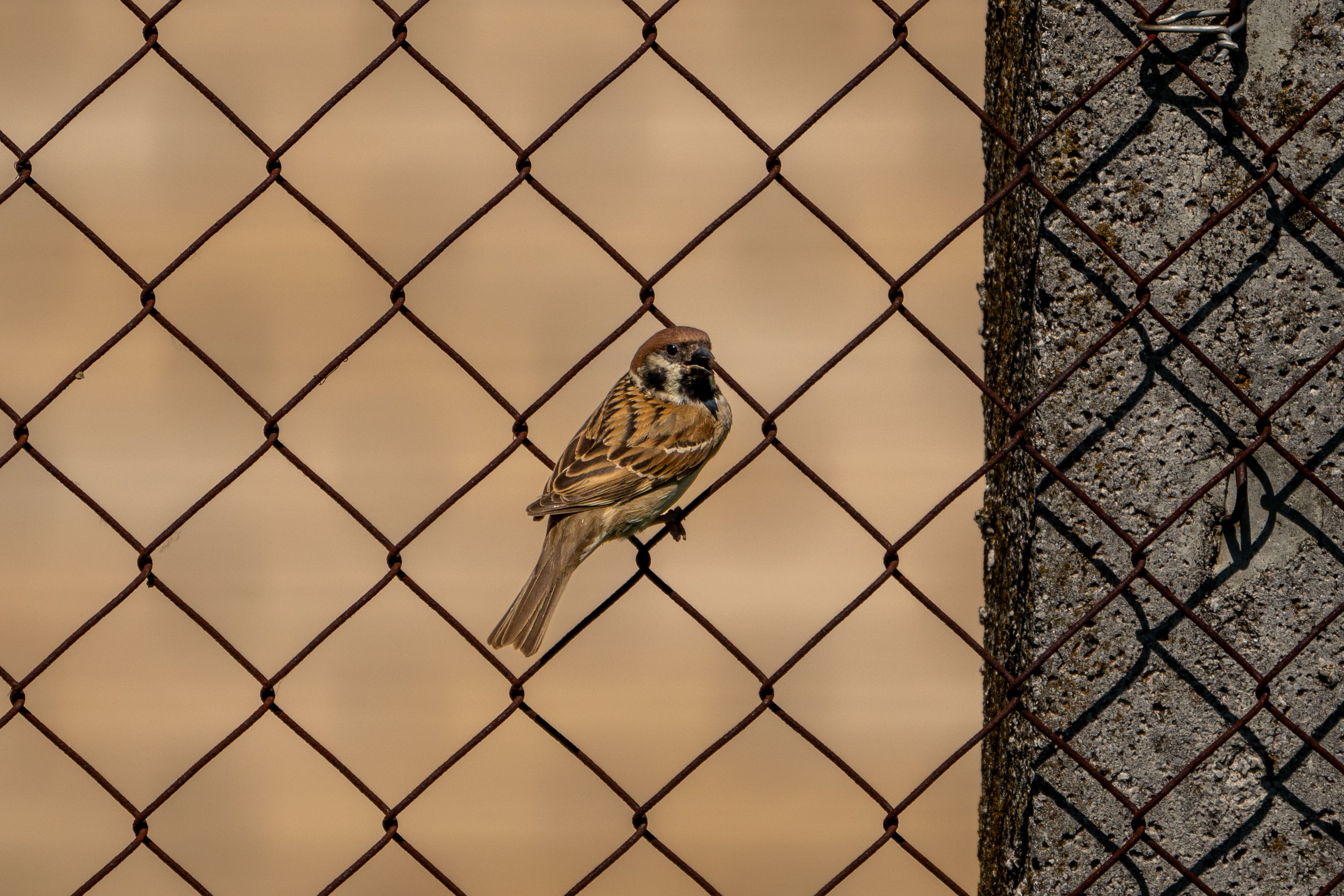 Sparrow on an Iron Fence · Free Stock Photo