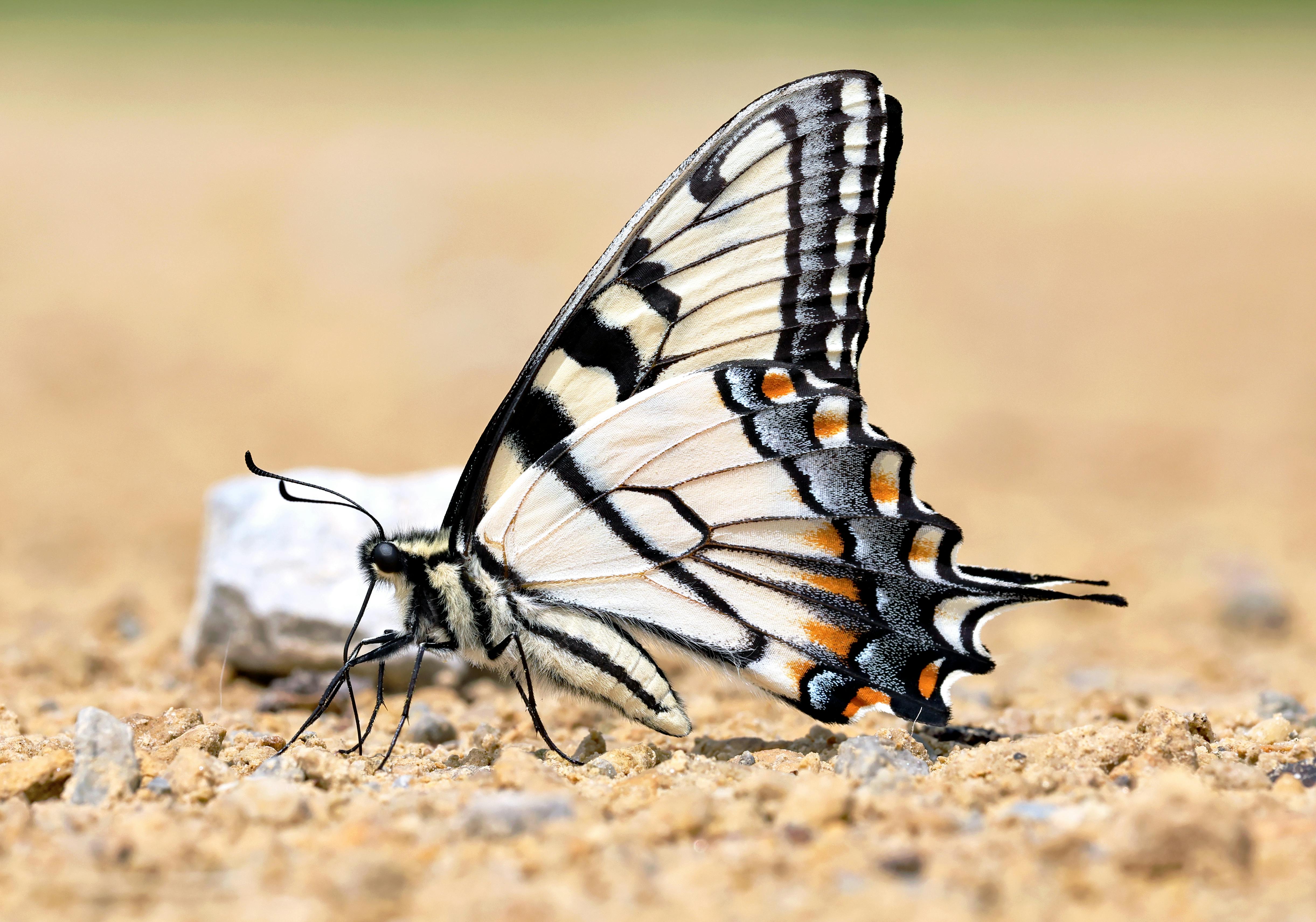 Canadian Tiger Swallowtail (Papilio canadensis) · Free Stock Photo