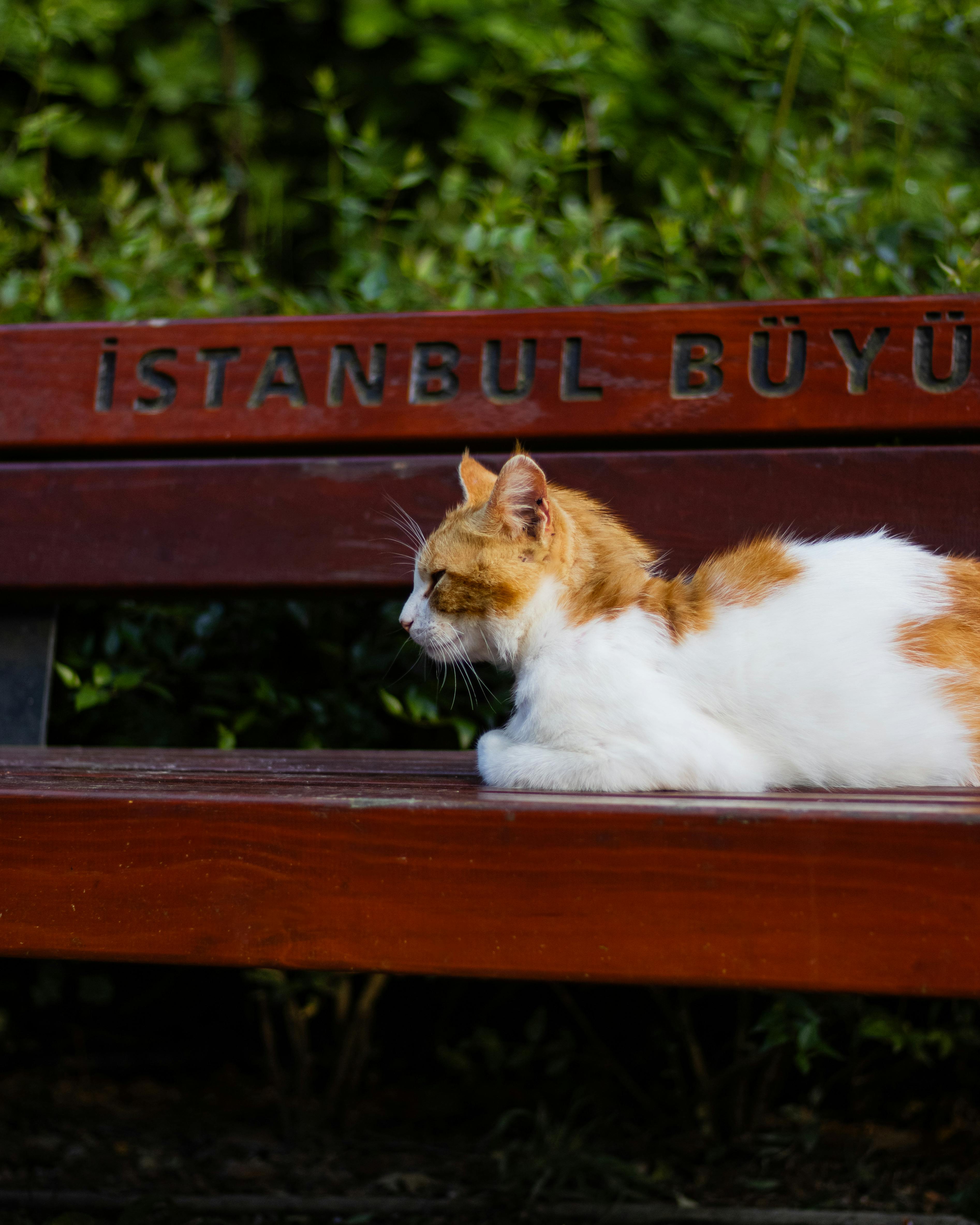 A Cat on a Bench · Free Stock Photo