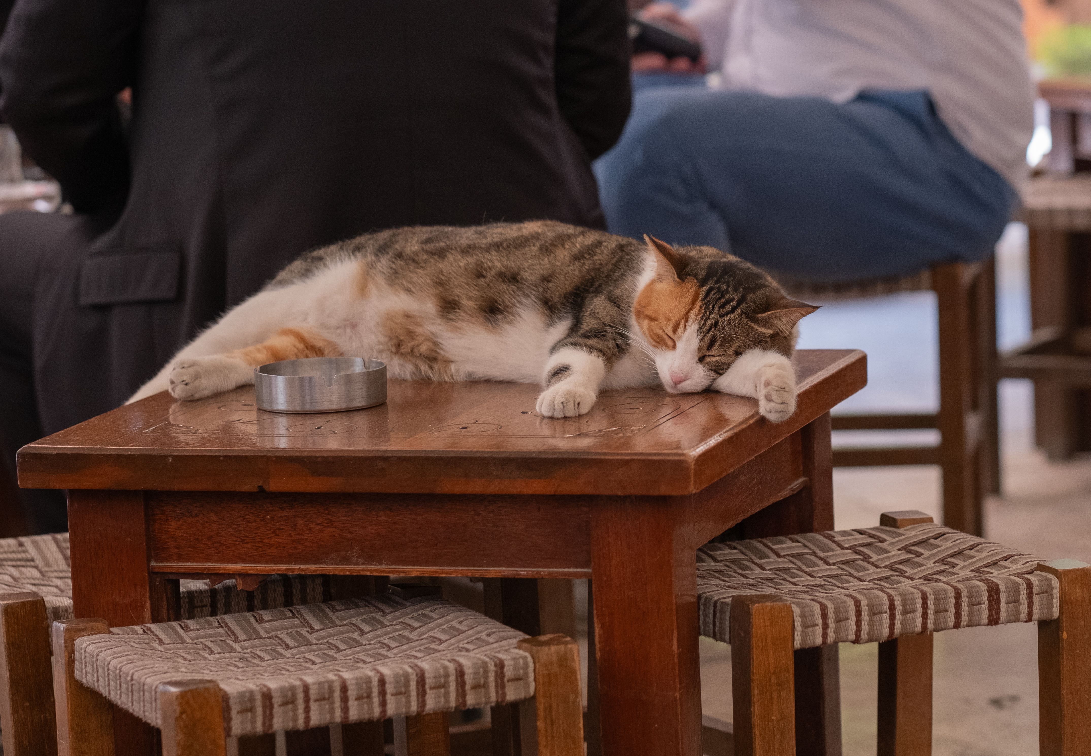 Cat Sleeping on a Cafe Table · Free Stock Photo