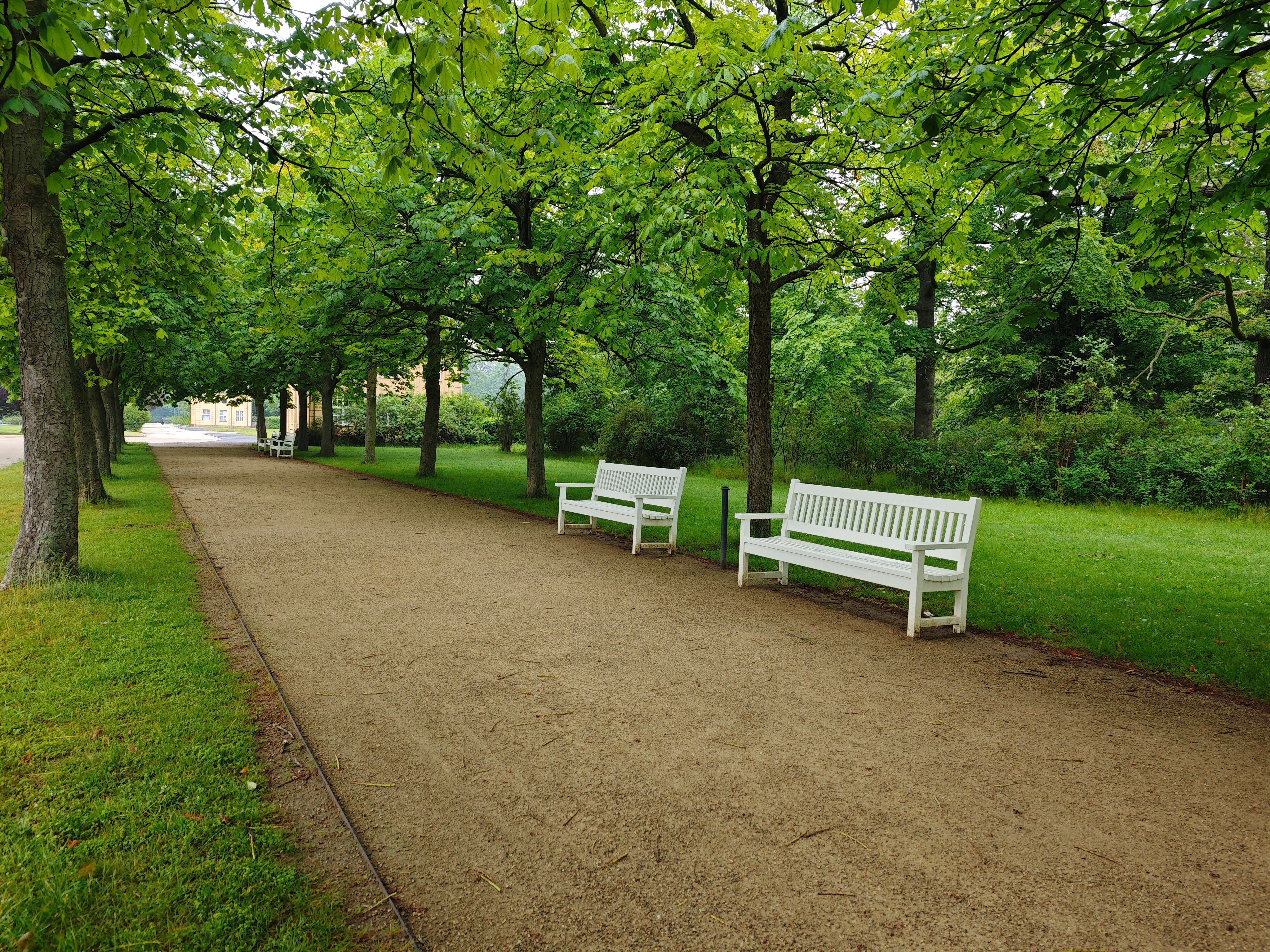 Trees in Straight Line Beside Pathway · Free Stock Photo