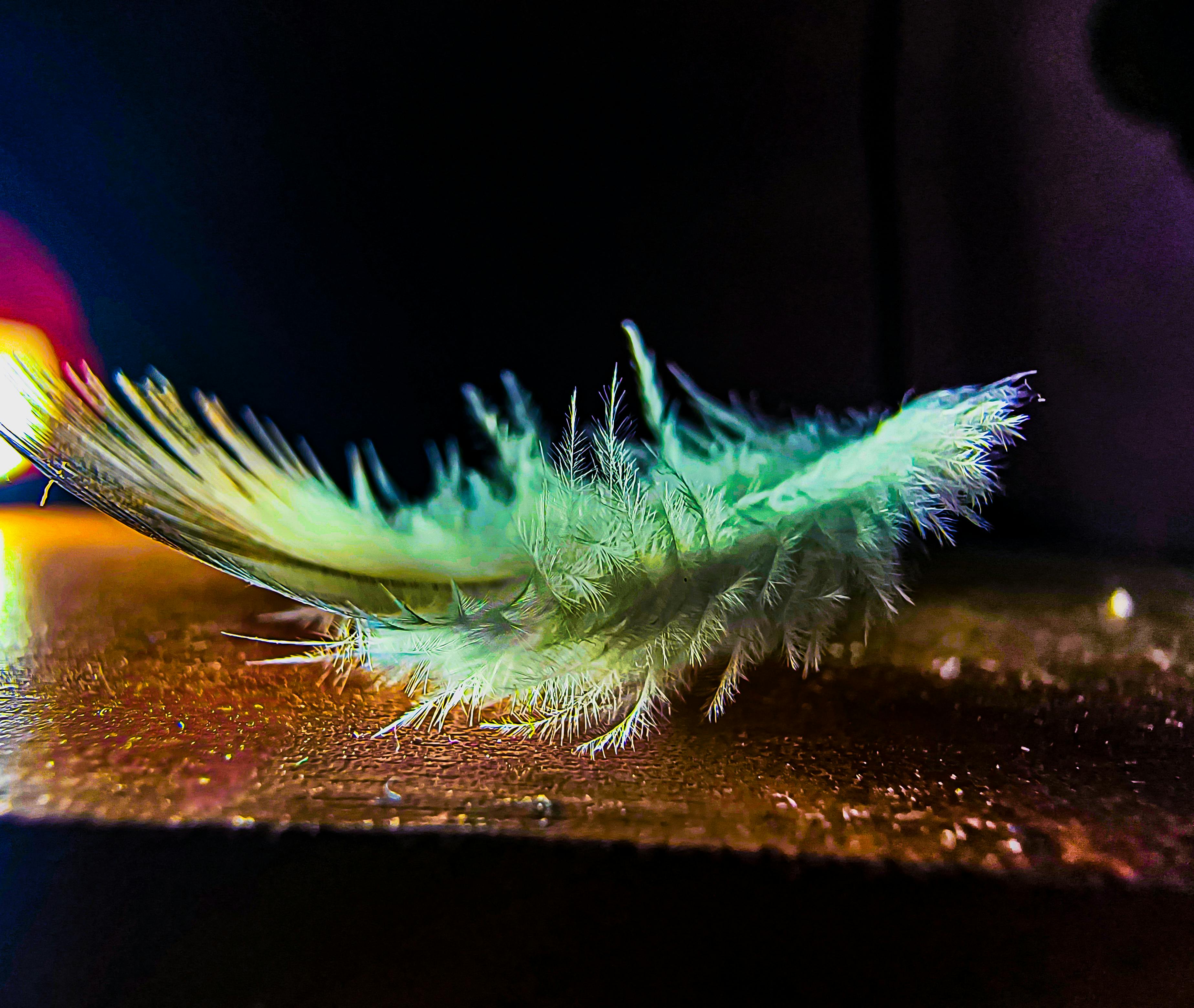 Sayan Ghosh - Fotografía