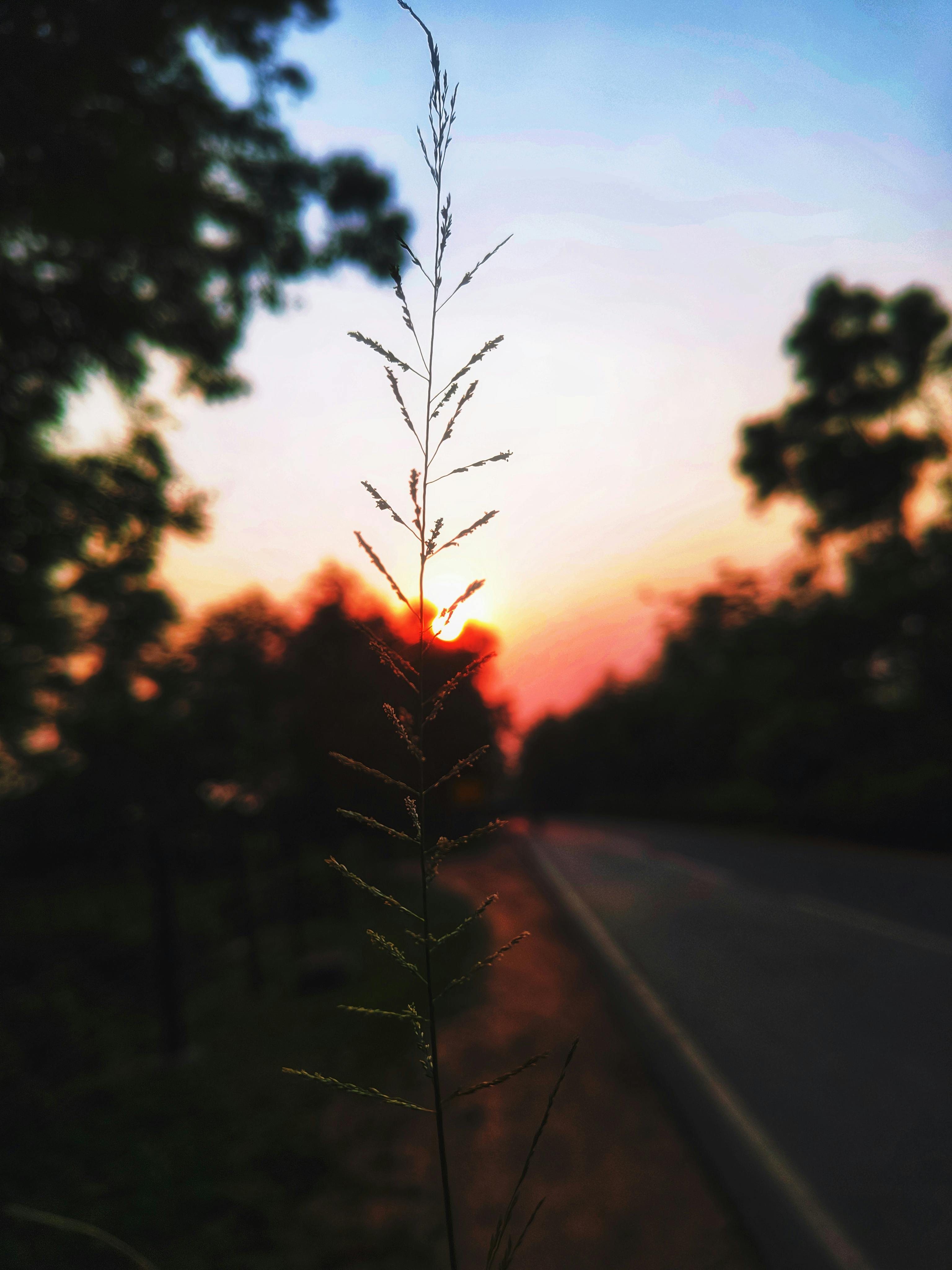 Sayan Ghosh - Fotografía