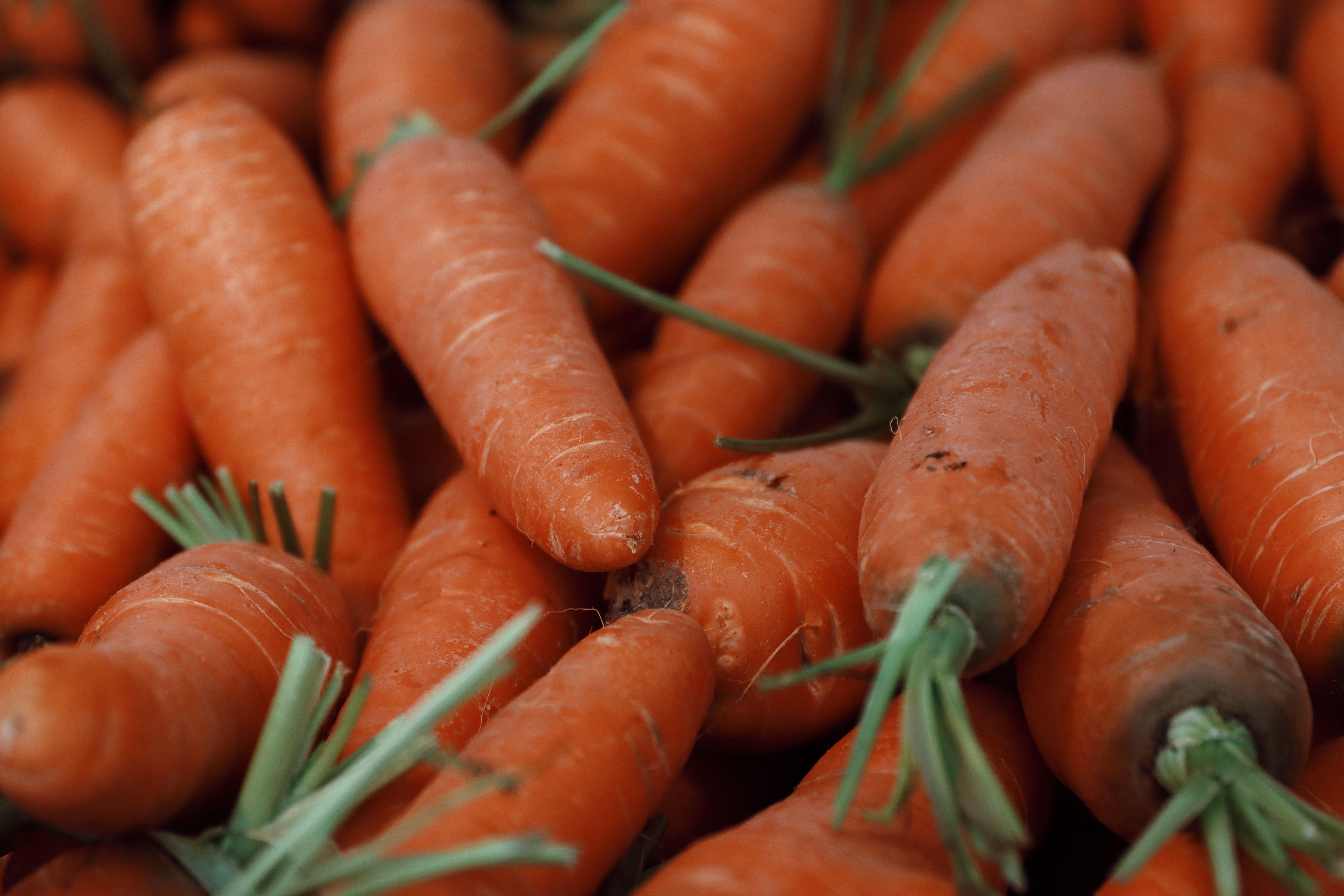 Bunch of Young Carrots · Free Stock Photo