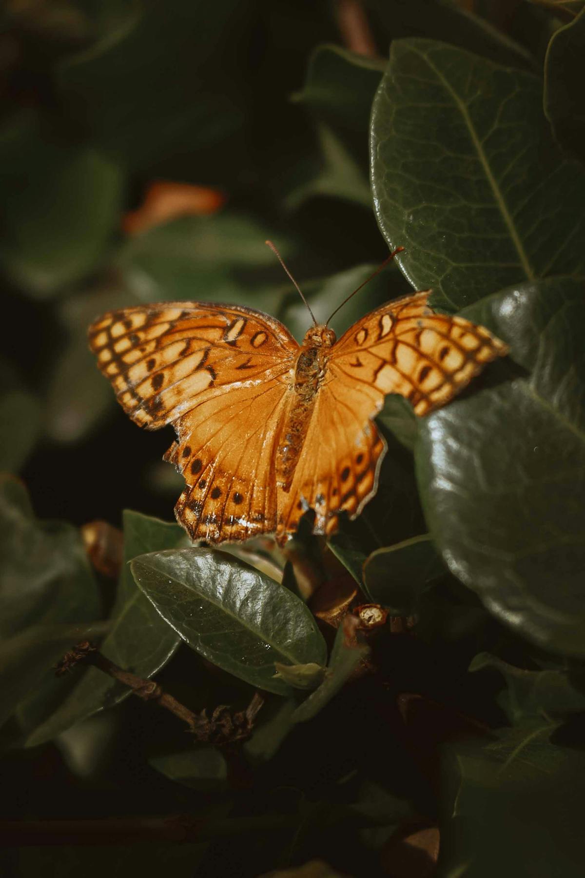 Butterfly Flying Photos, Download The BEST Free Butterfly Flying Stock ...