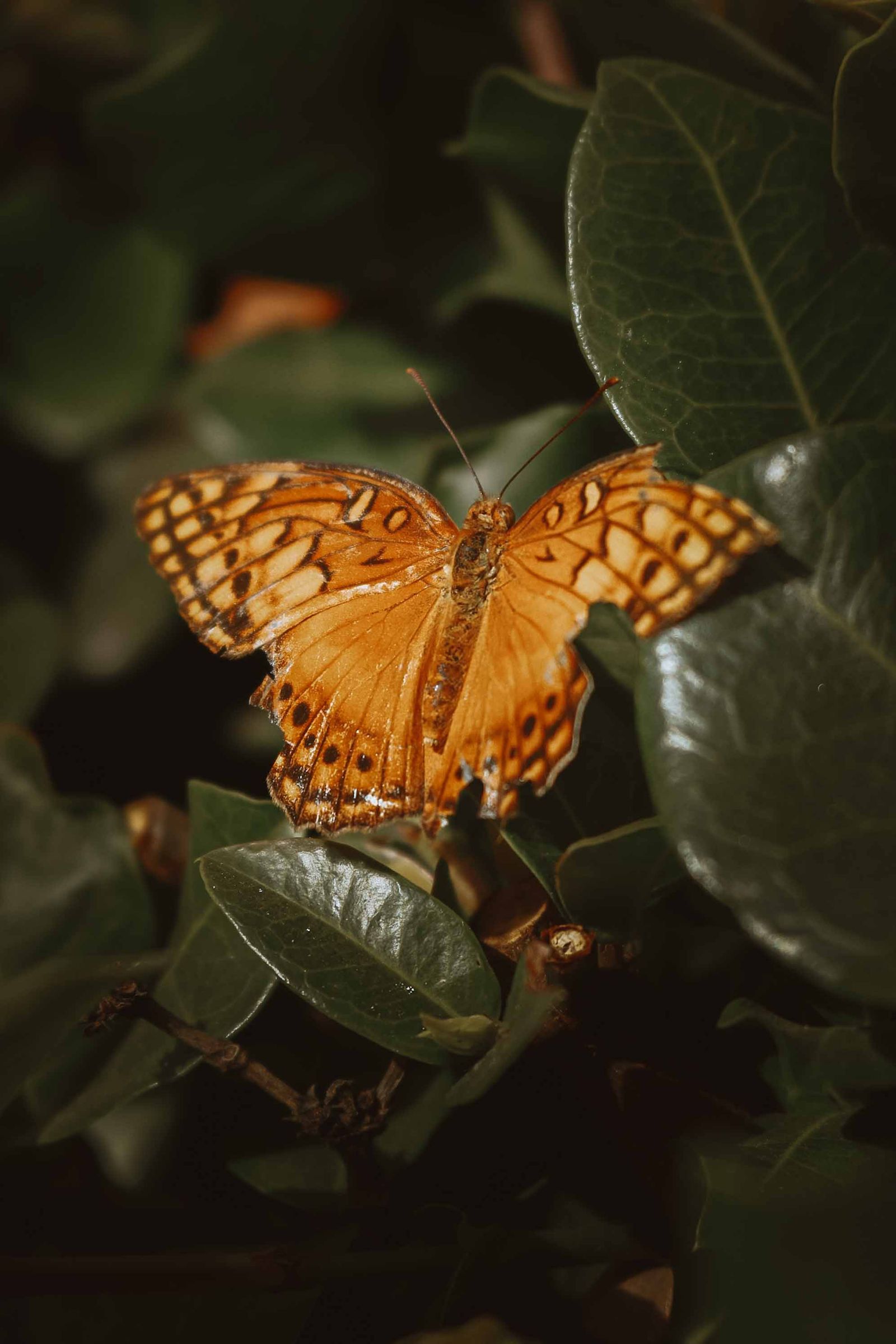 Butterfly Flying Photos, Download The BEST Free Butterfly Flying Stock ...