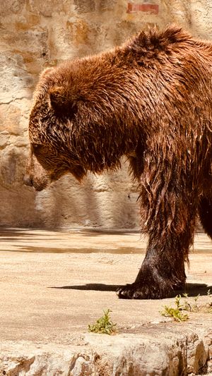 Bear Side Profile Photos, Download The BEST Free Bear Side Profile ...