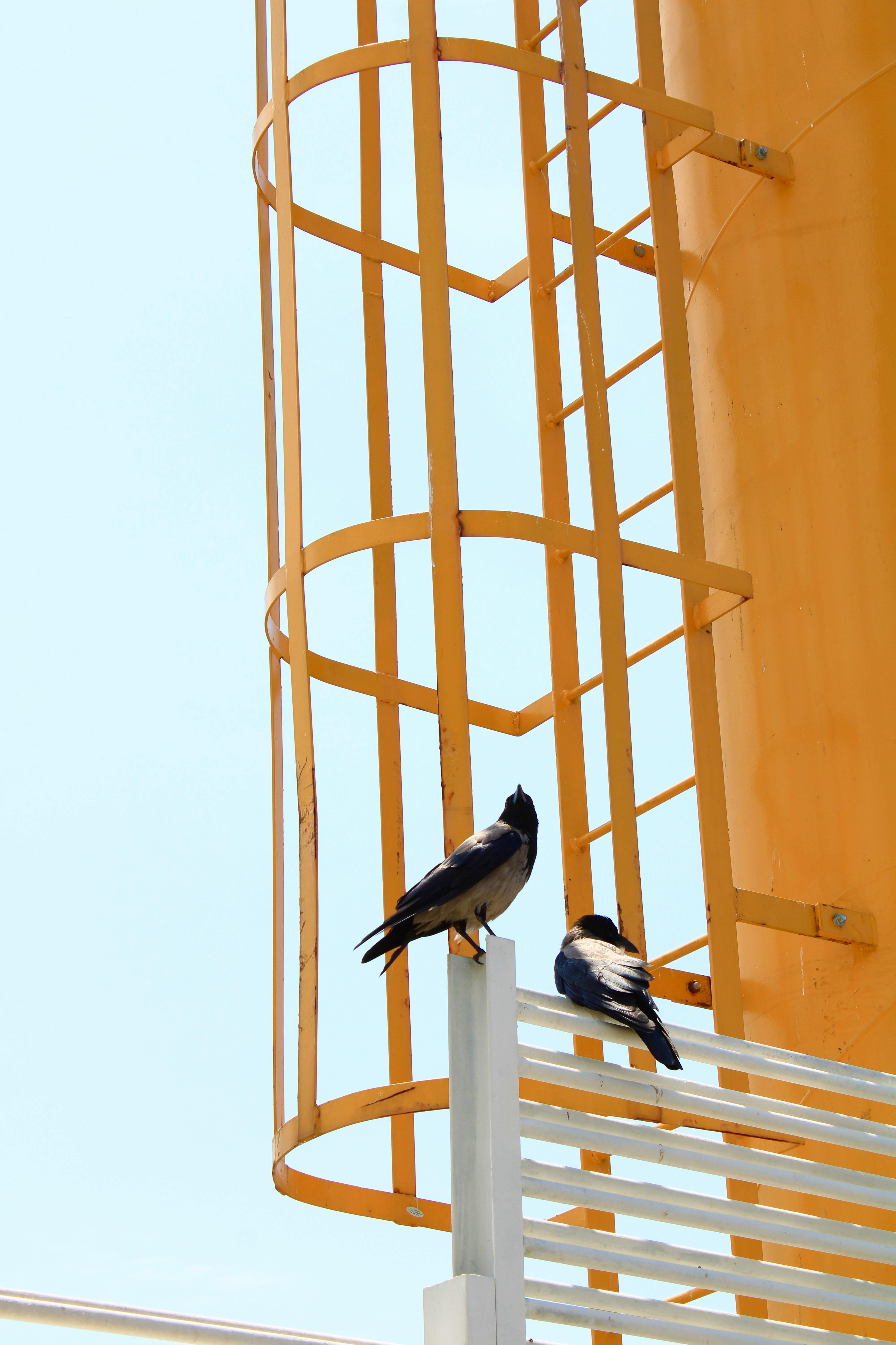 Crows on Railing near Ladder · Free Stock Photo