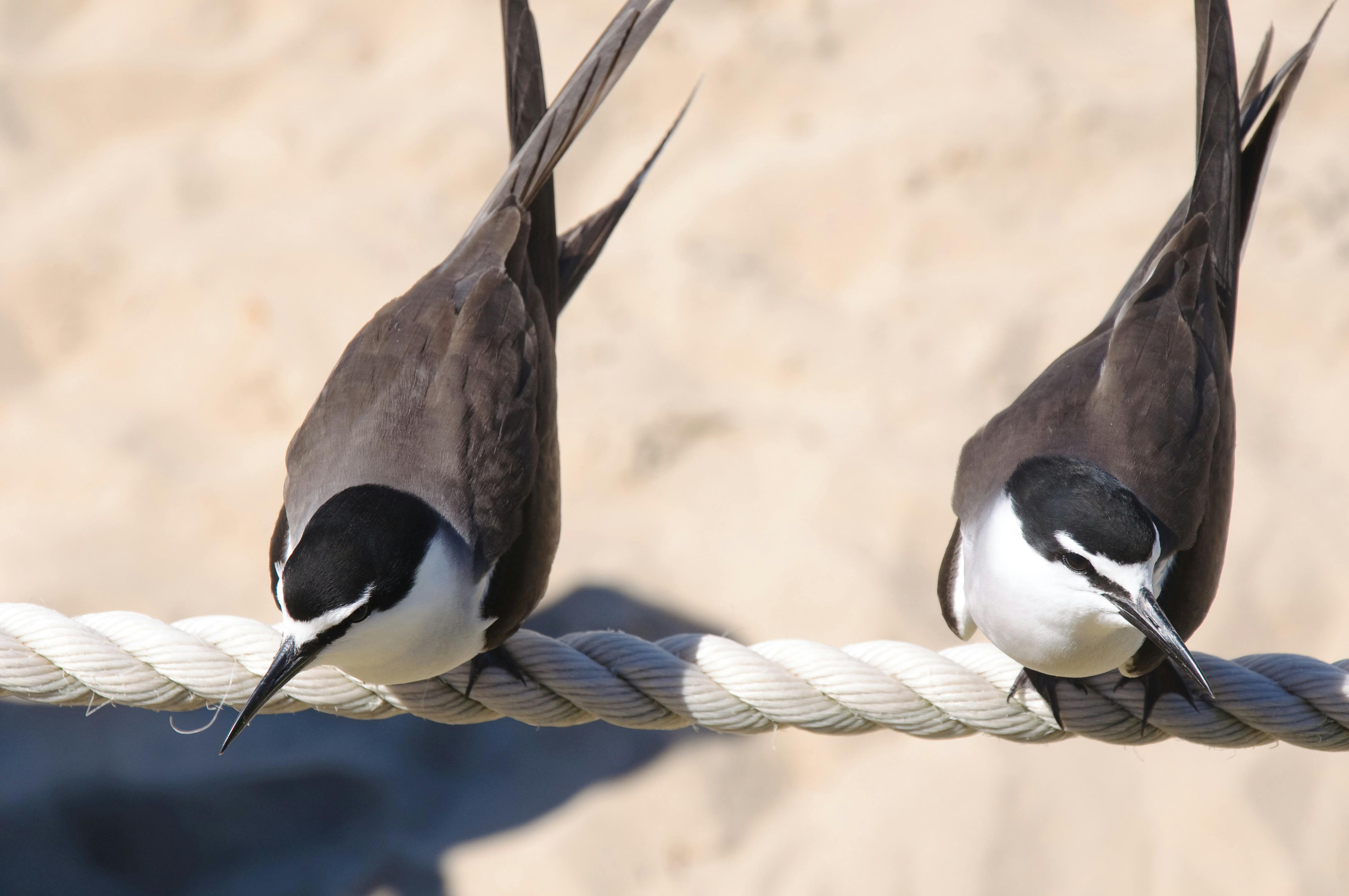 Close-up of Bird Perching on Branch · Free Stock Photo
