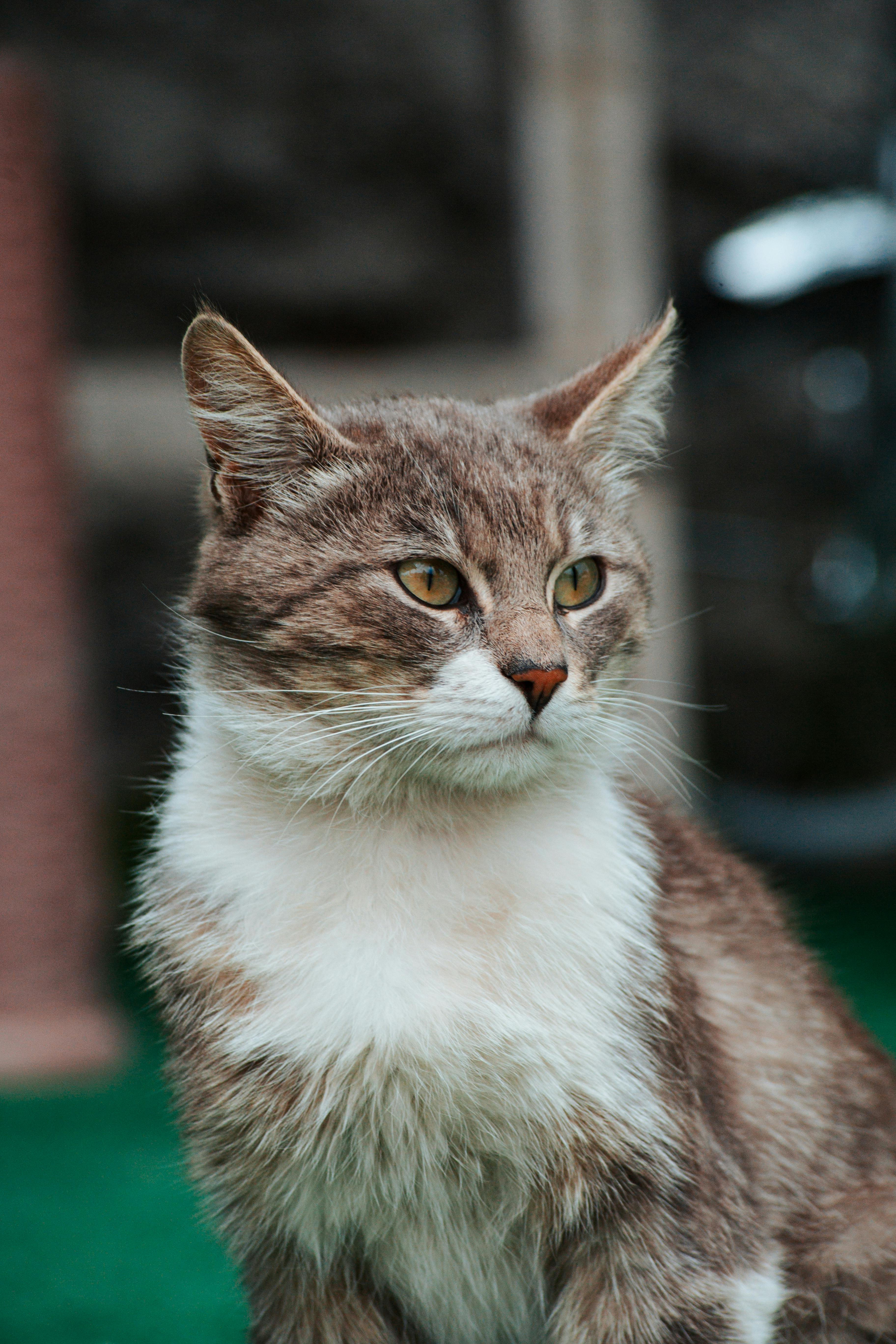 Portrait of Cat · Free Stock Photo