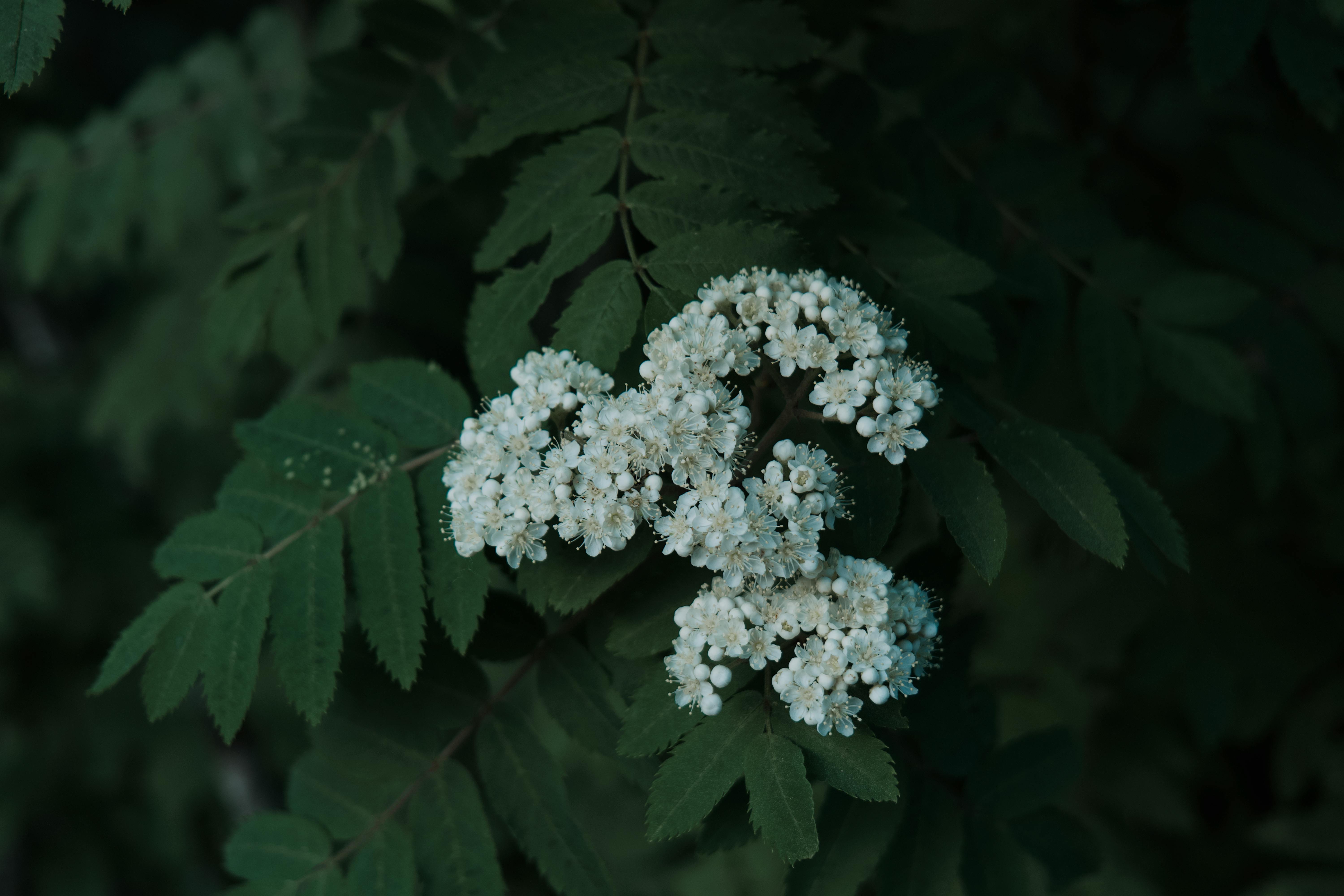 Spadochron Rowan Photos, Download The BEST Free Spadochron Rowan Stock ...