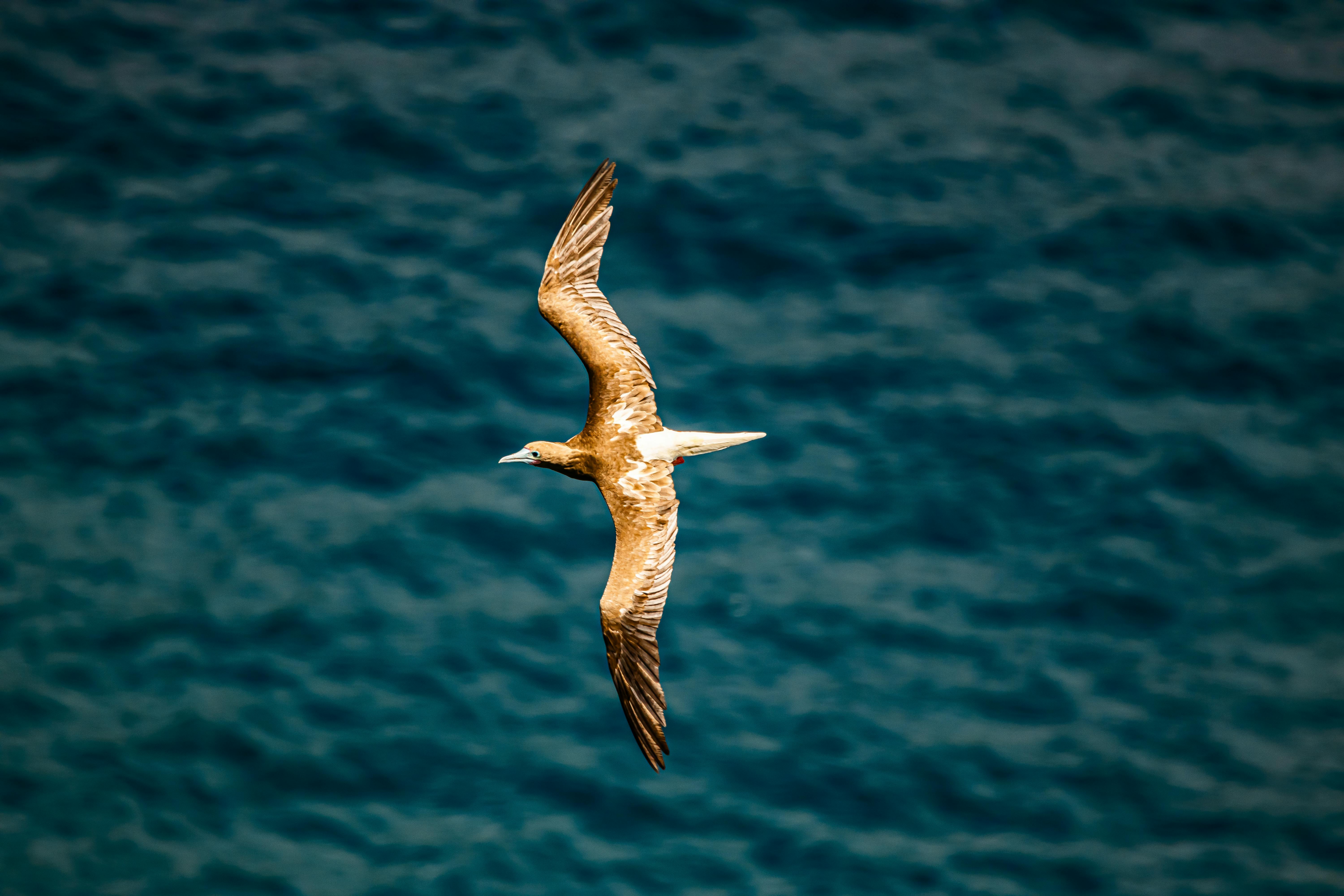 Flying Yellow Bird · Free Stock Photo