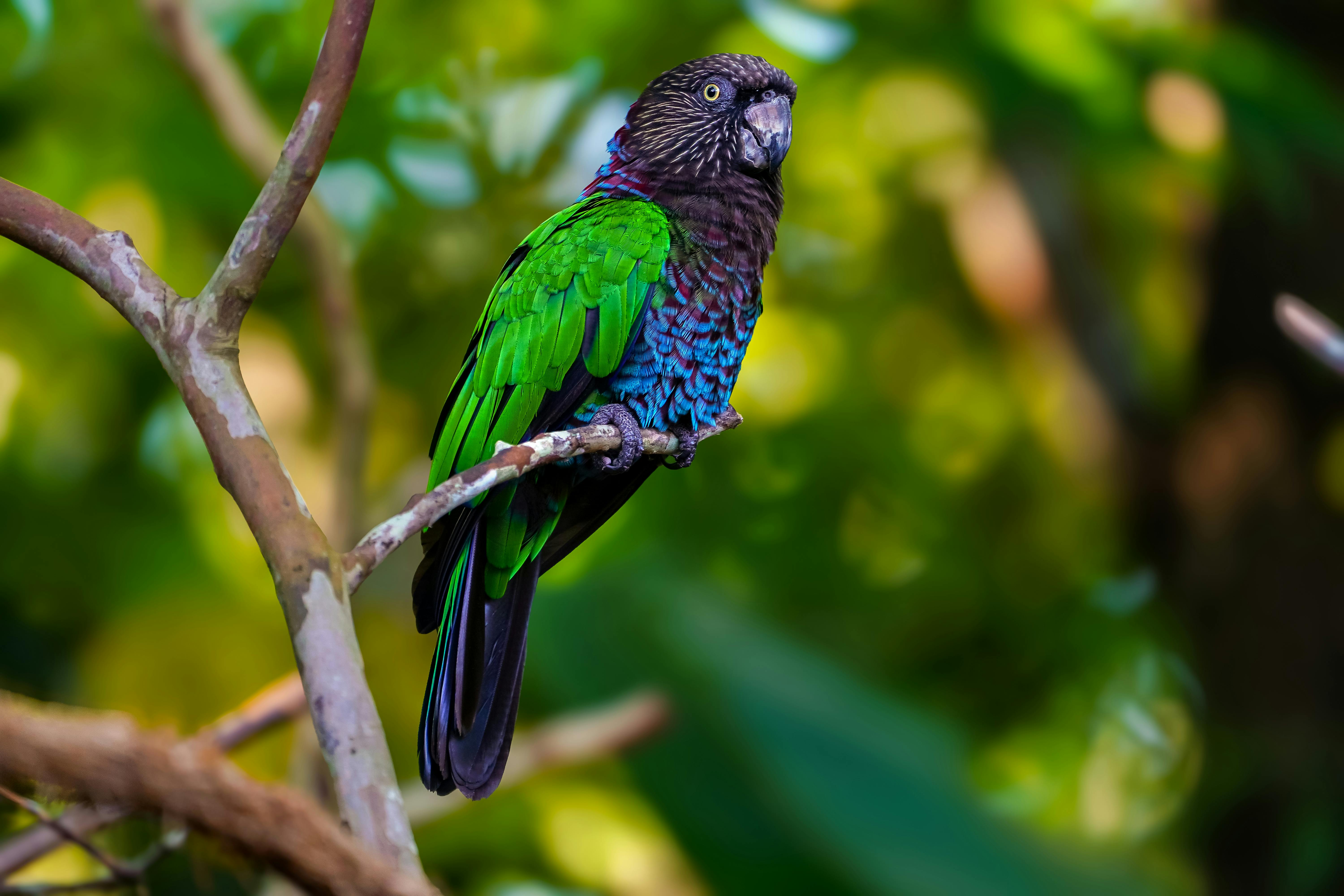 Red-Fan Parrot in the Wild · Free Stock Photo