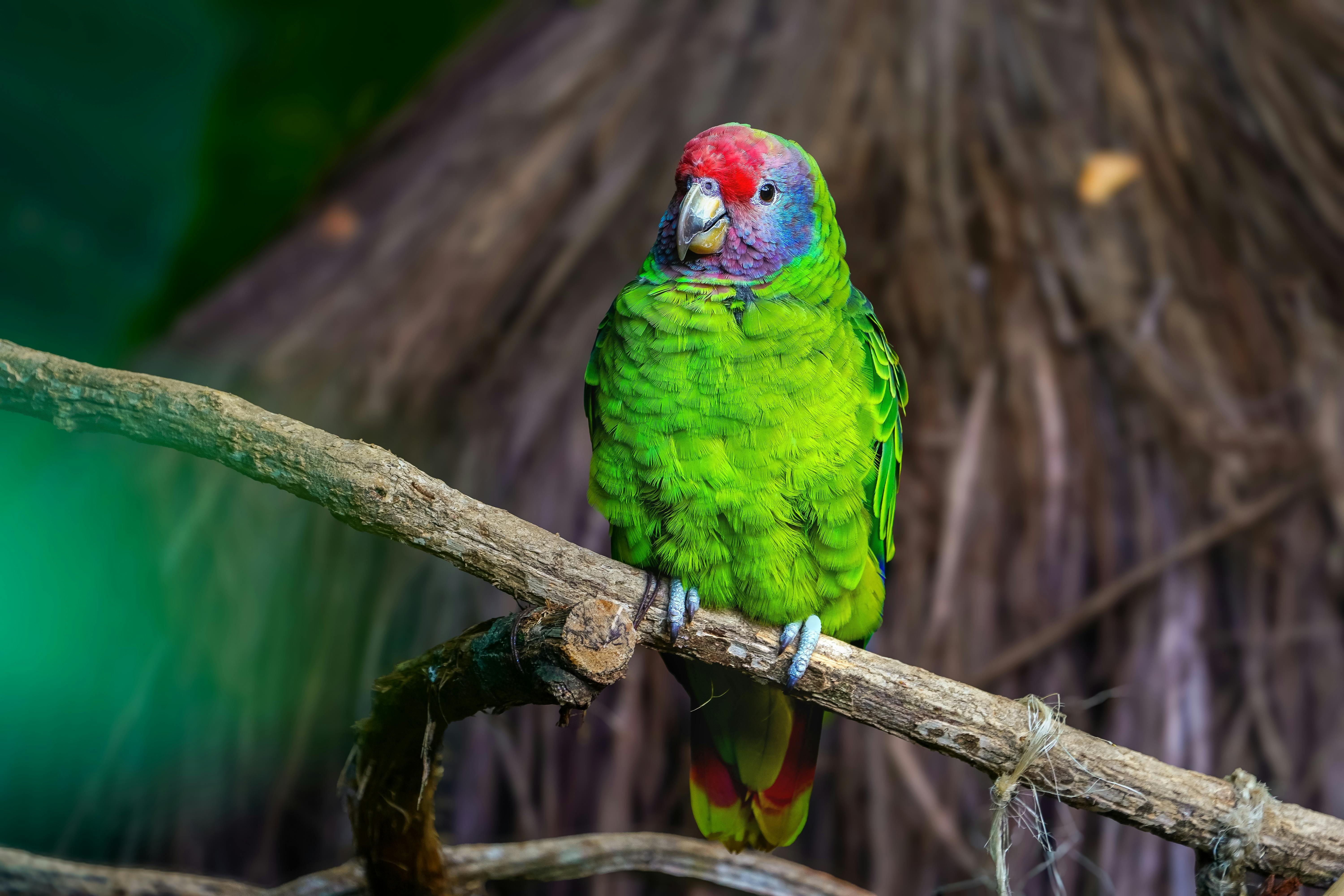 Red-Tailed Amazon Parrot · Free Stock Photo