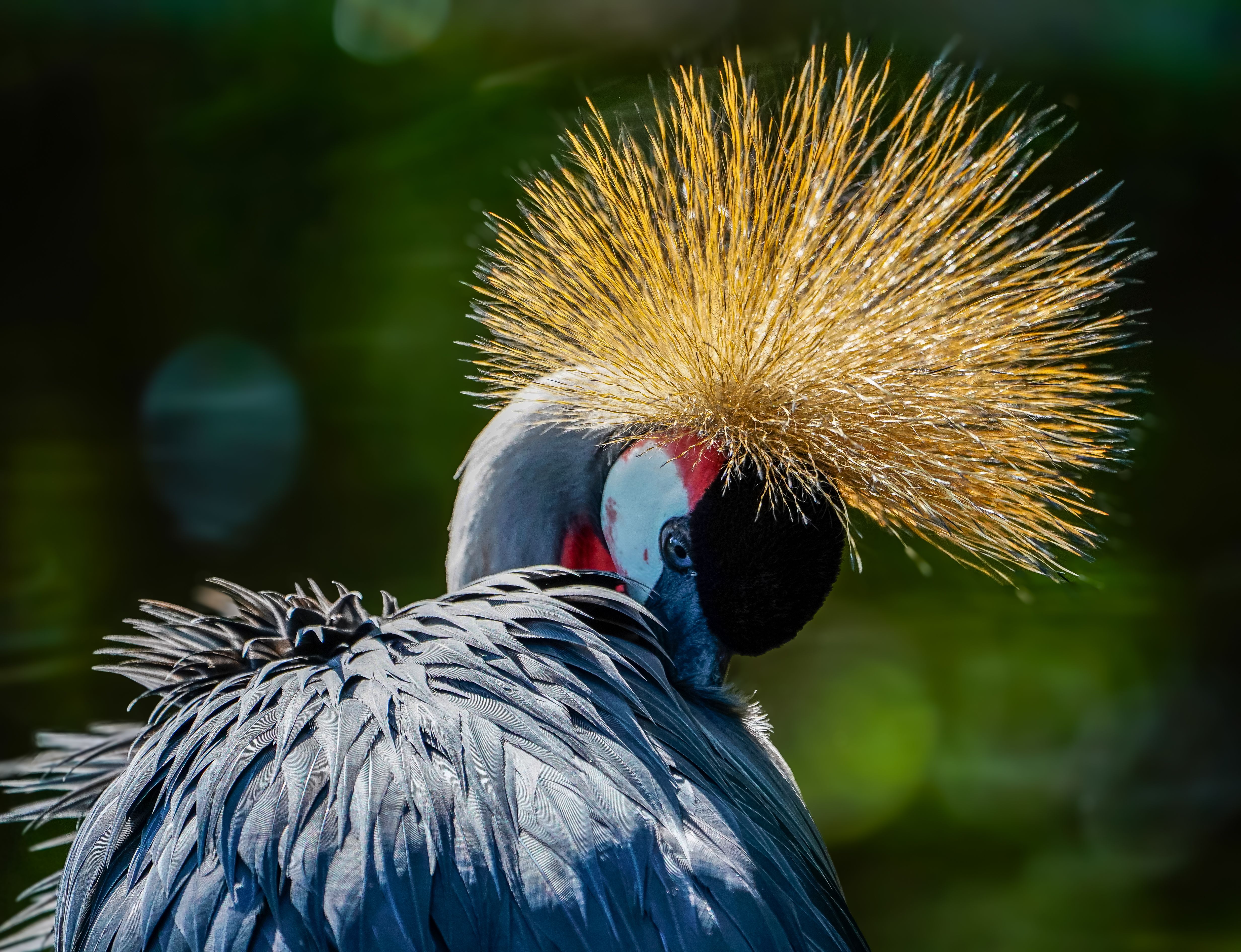 Grey-Crowned Crane Bird · Free Stock Photo