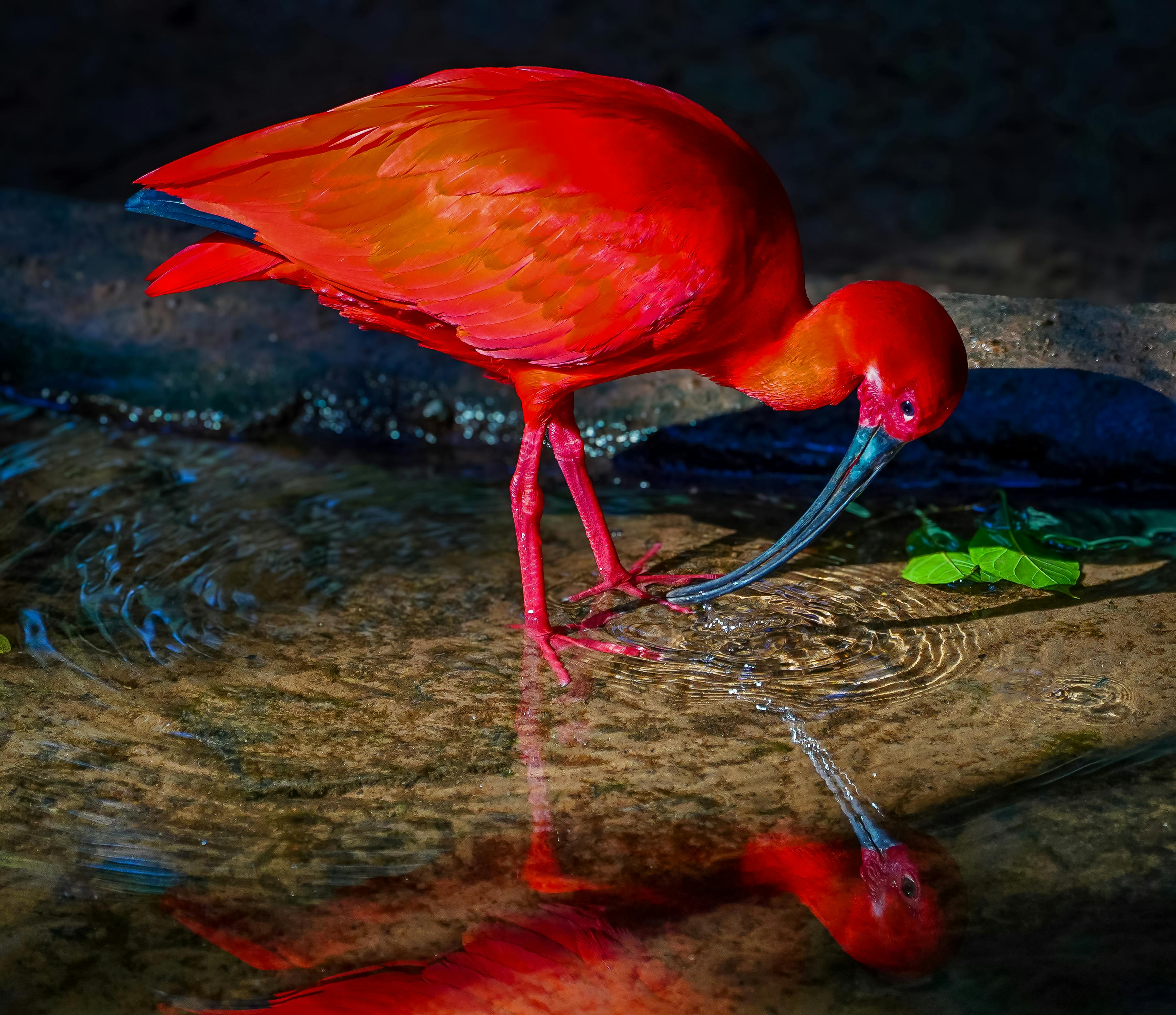 Red Ibis Drinking Water · Free Stock Photo