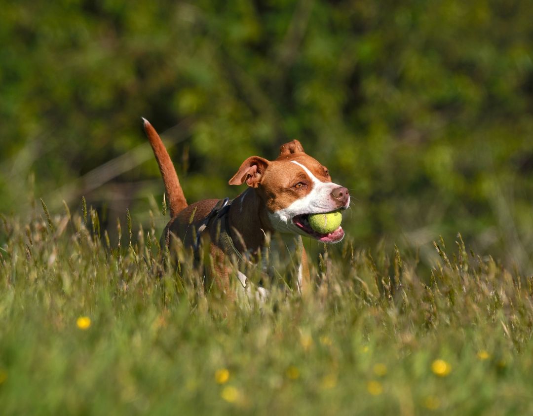 Pitbull and Staffy Cross Dogs: Understanding the Breed