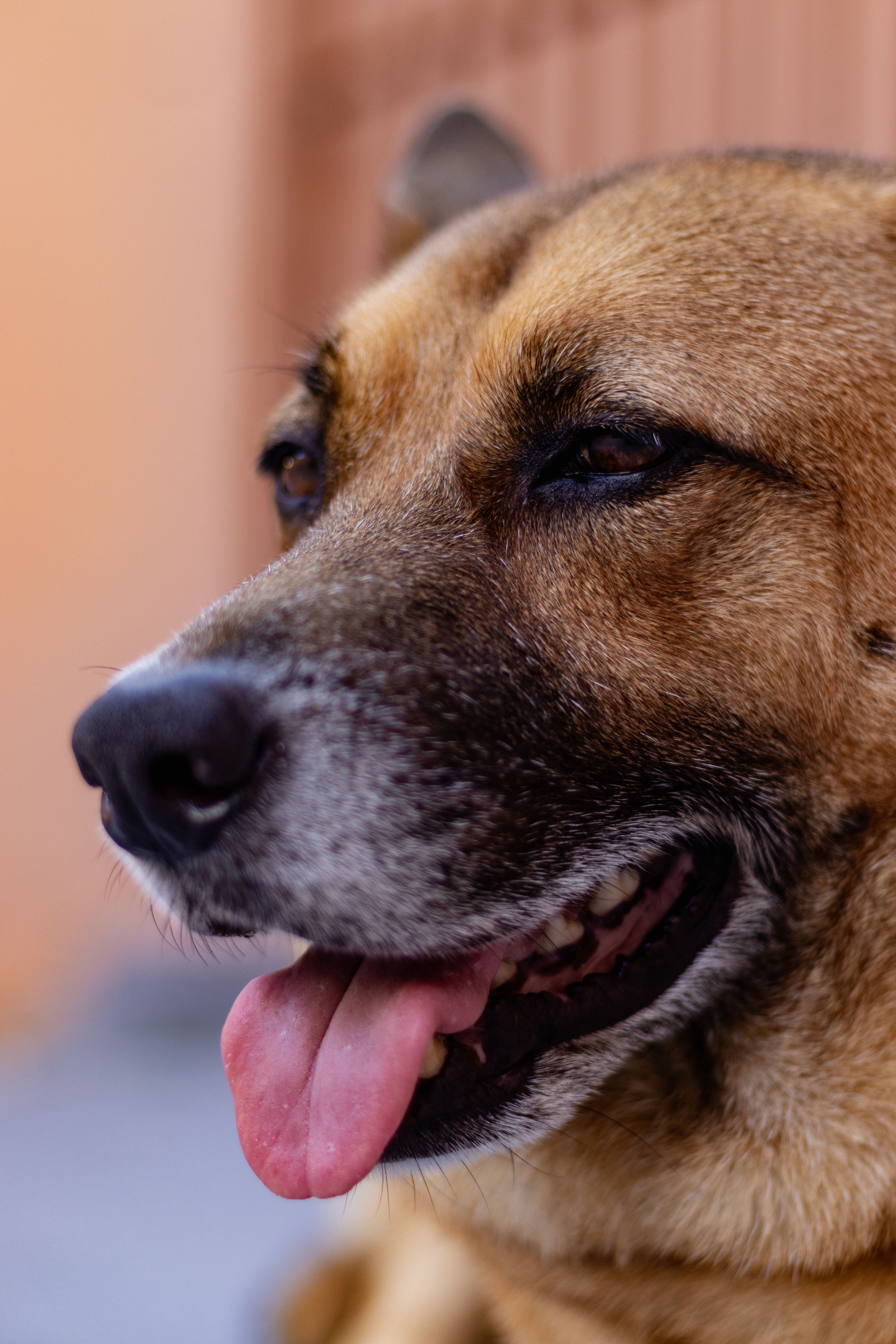 Head of Dog · Free Stock Photo