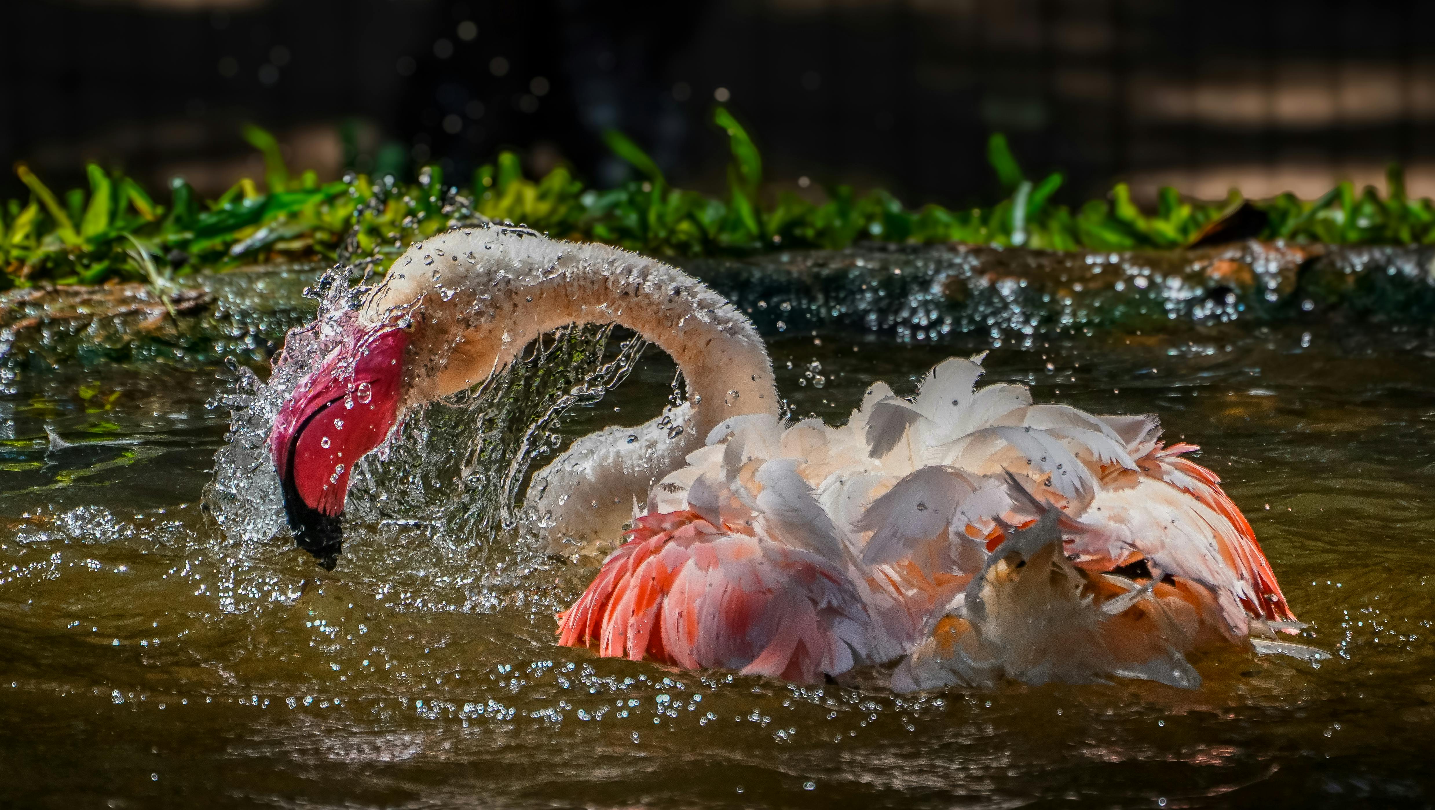 Flamingo · Free Stock Photo