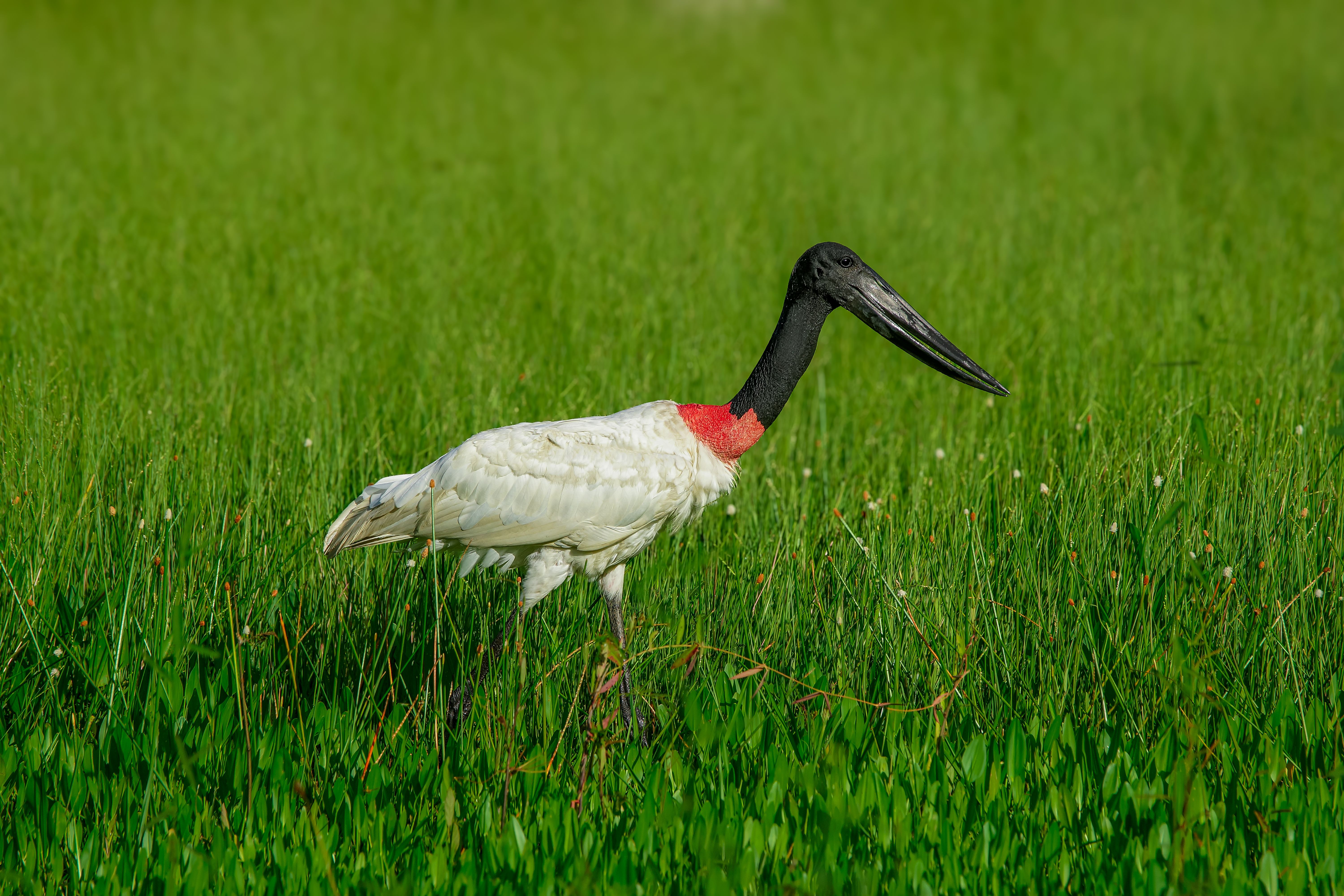 A Jabiru Walking on the Green Grass · Free Stock Photo
