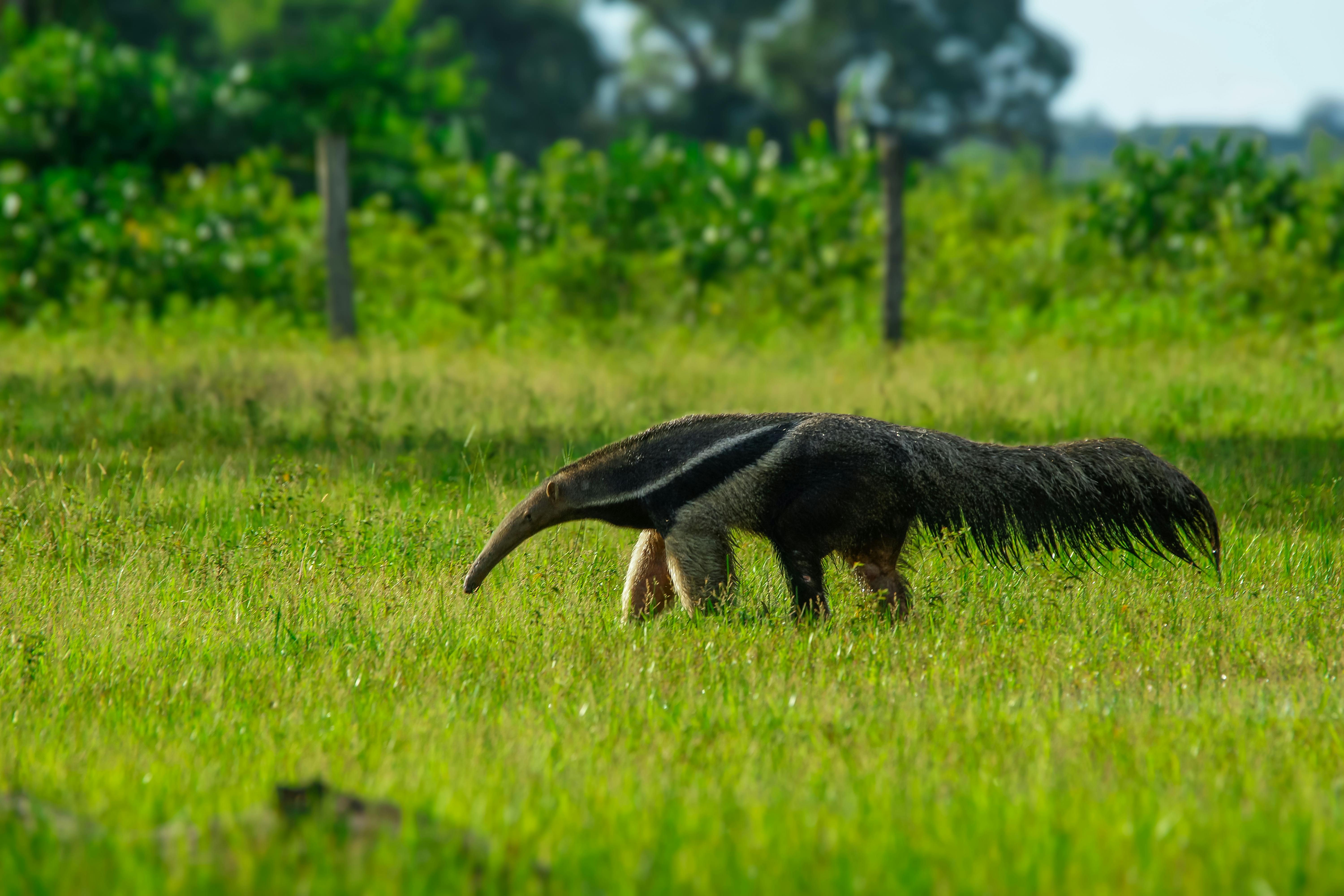 Photo of a Anteater on a Grass Field · Free Stock Photo