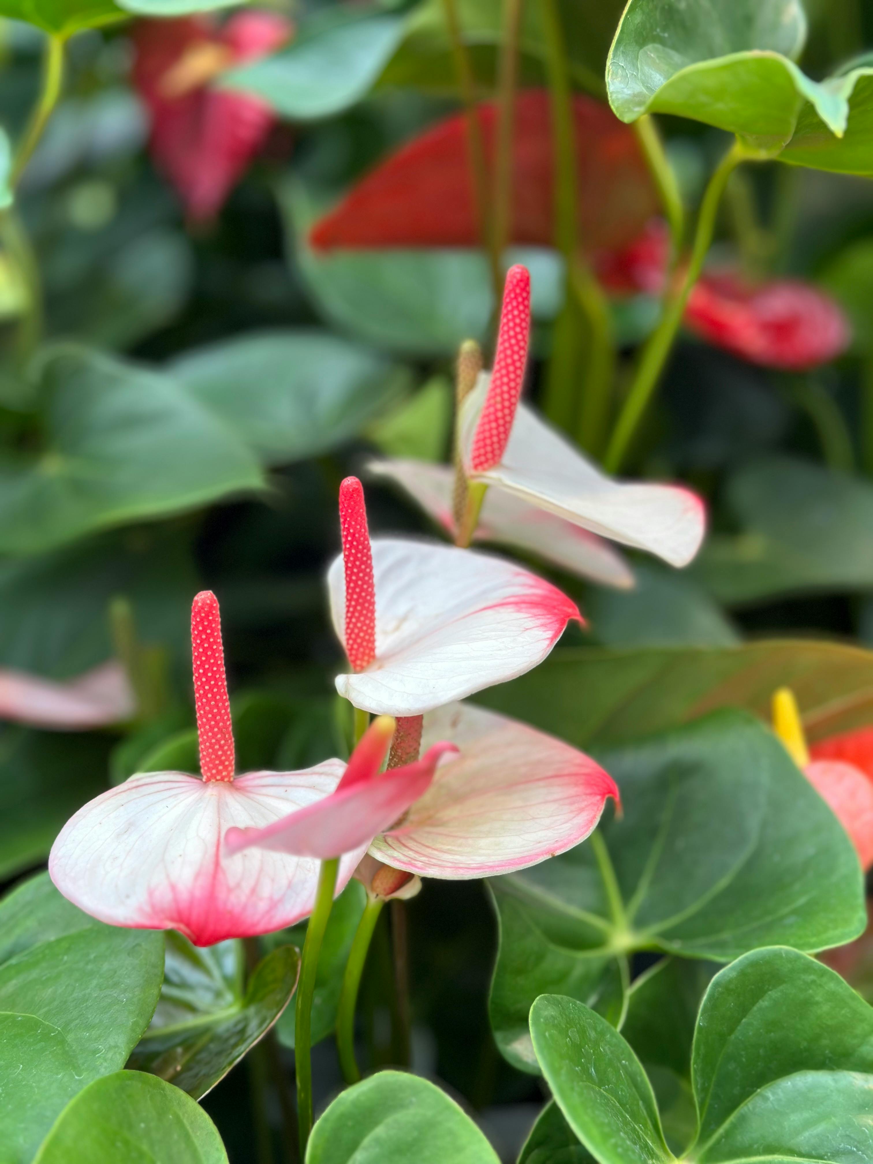 White and Pink Flamingo Flowers with Large Stigmas · Free Stock Photo