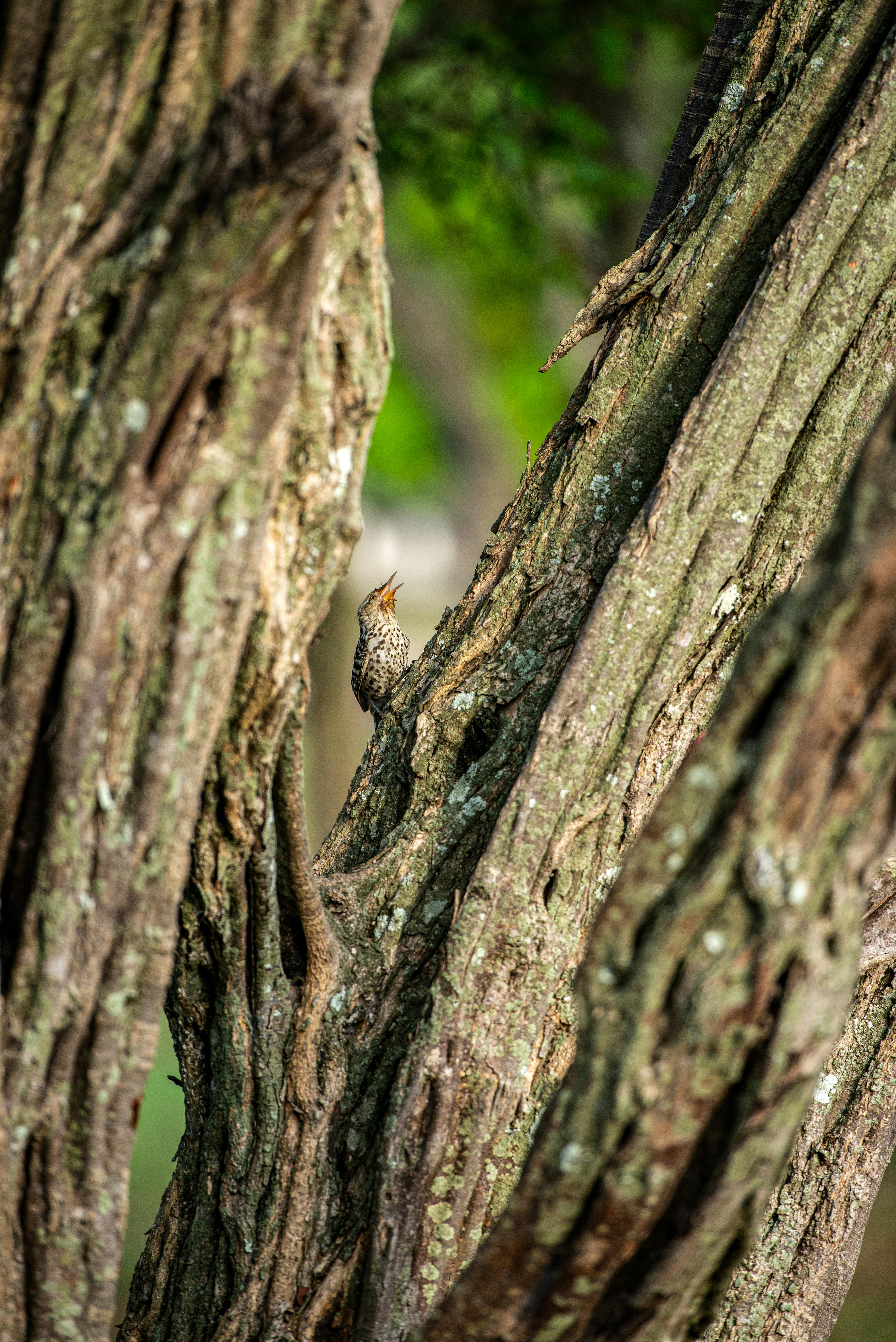 Little Spotted Bird Sitting between Tree Logs · Free Stock Photo