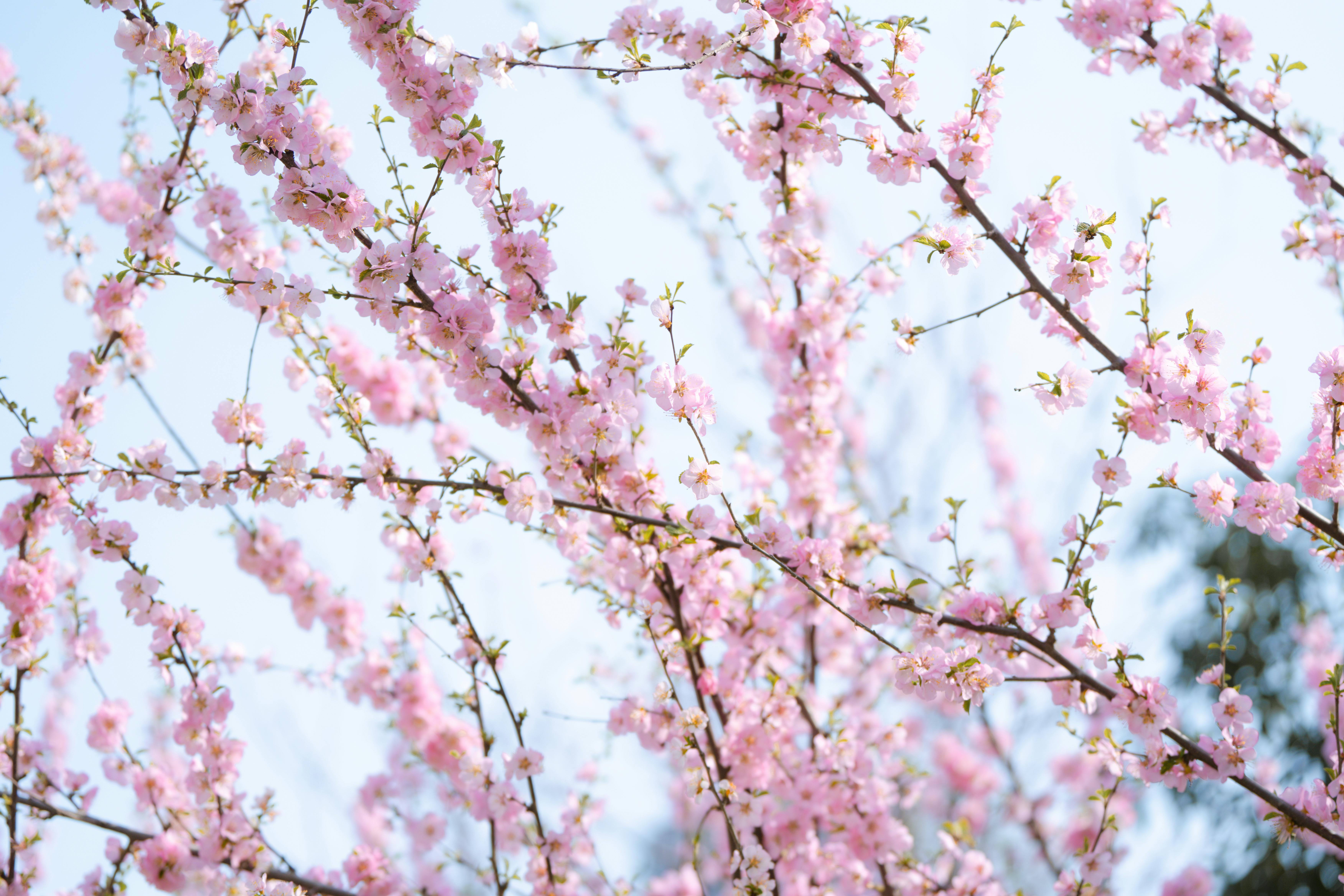 Spring flowers · Free Stock Photo