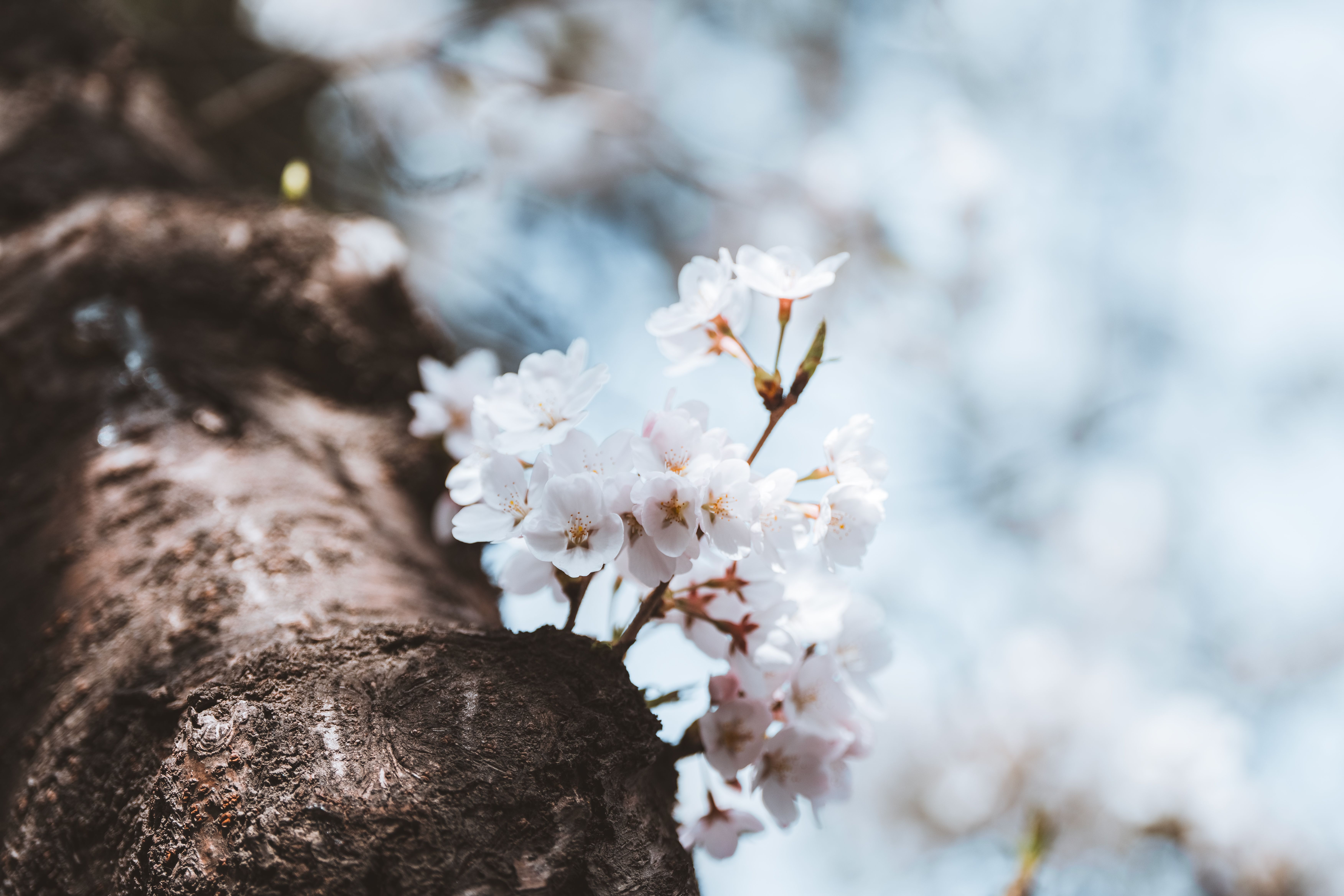 Small Batch of Cherry Blossom White Flowers near Tree Bark · Free Stock ...