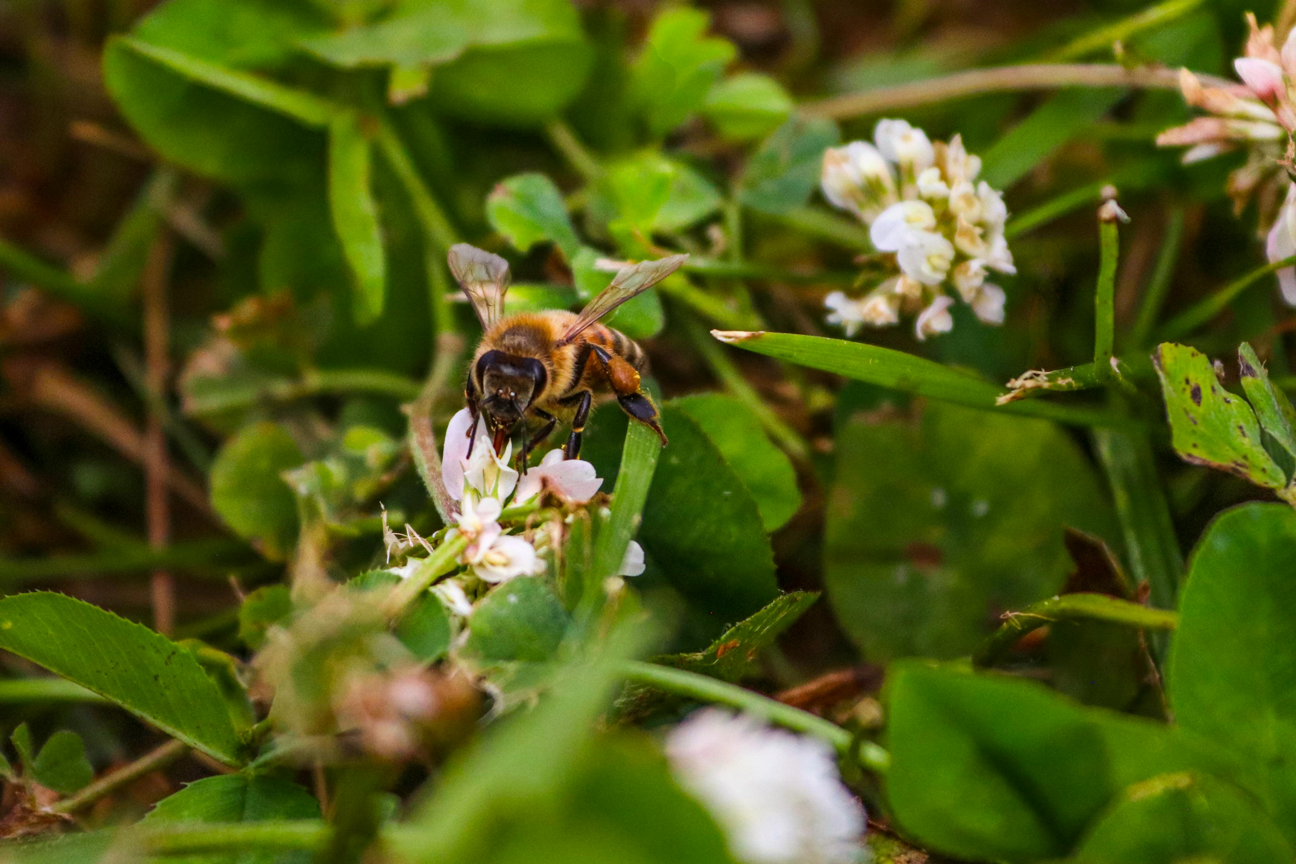 Bee on White Flower · Free Stock Photo