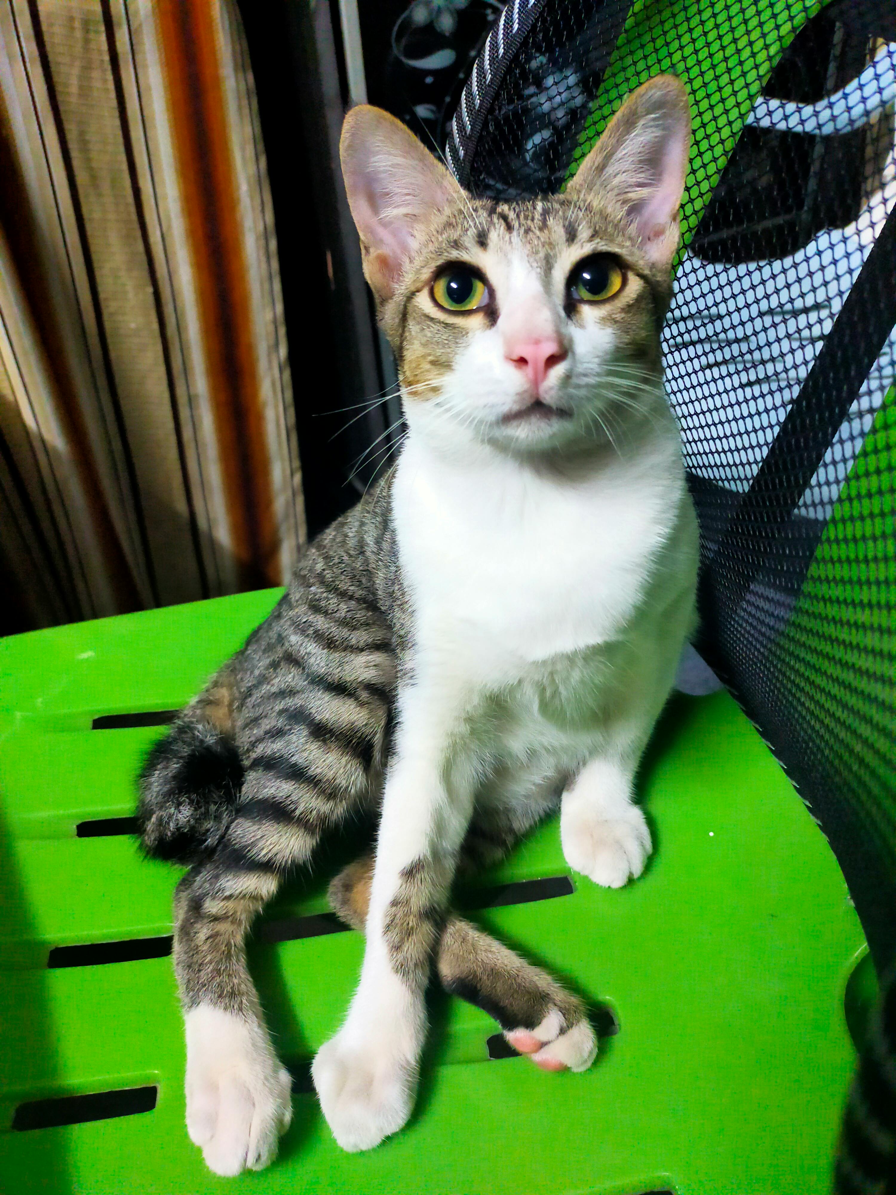 Meow meow - Photography