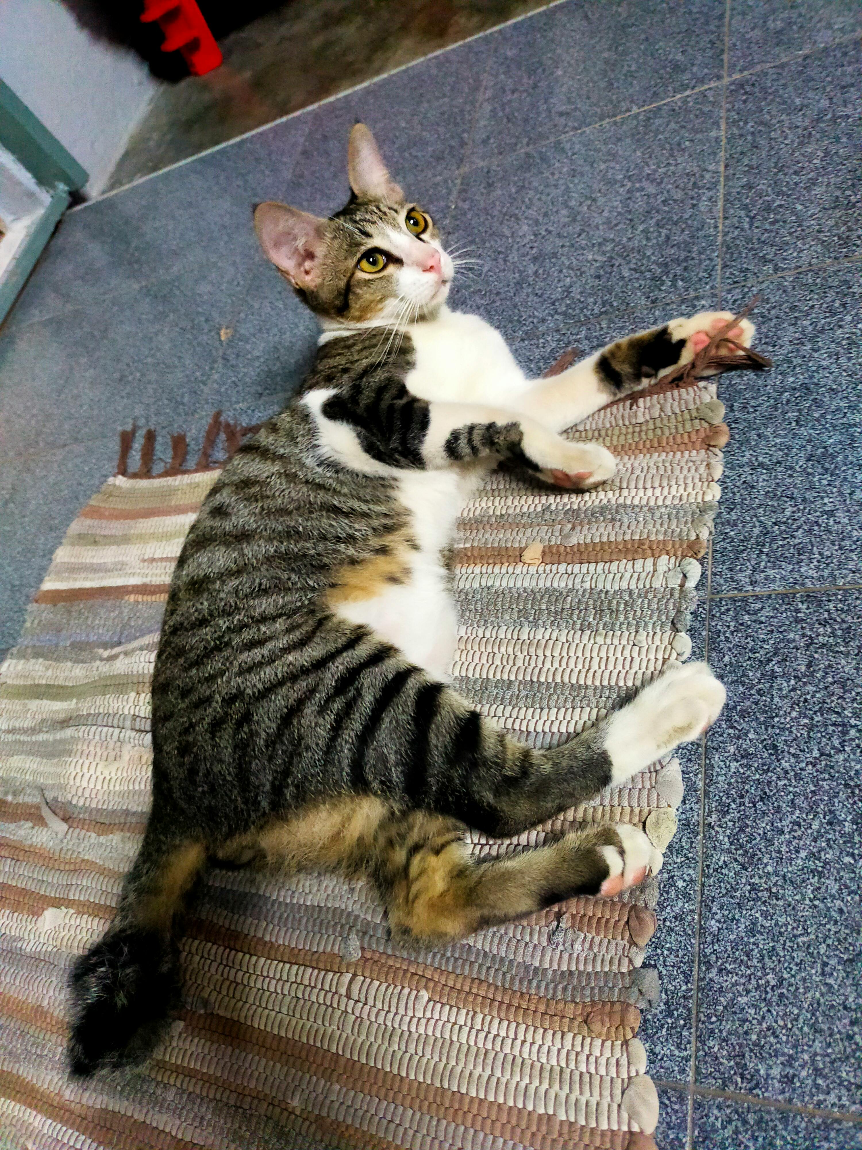 Meow meow - Photography