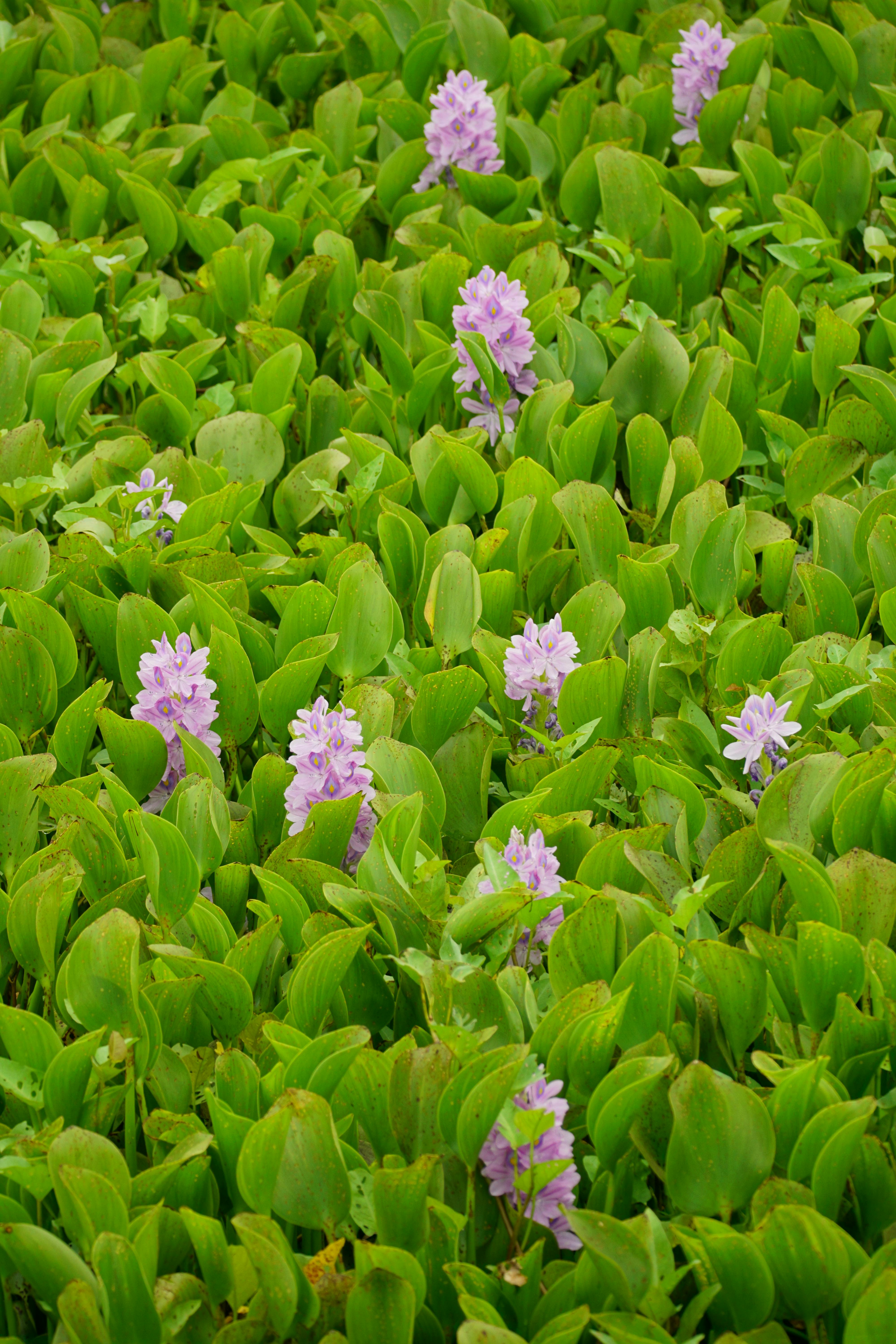Blooming Common Water Hyacinths · Free Stock Photo