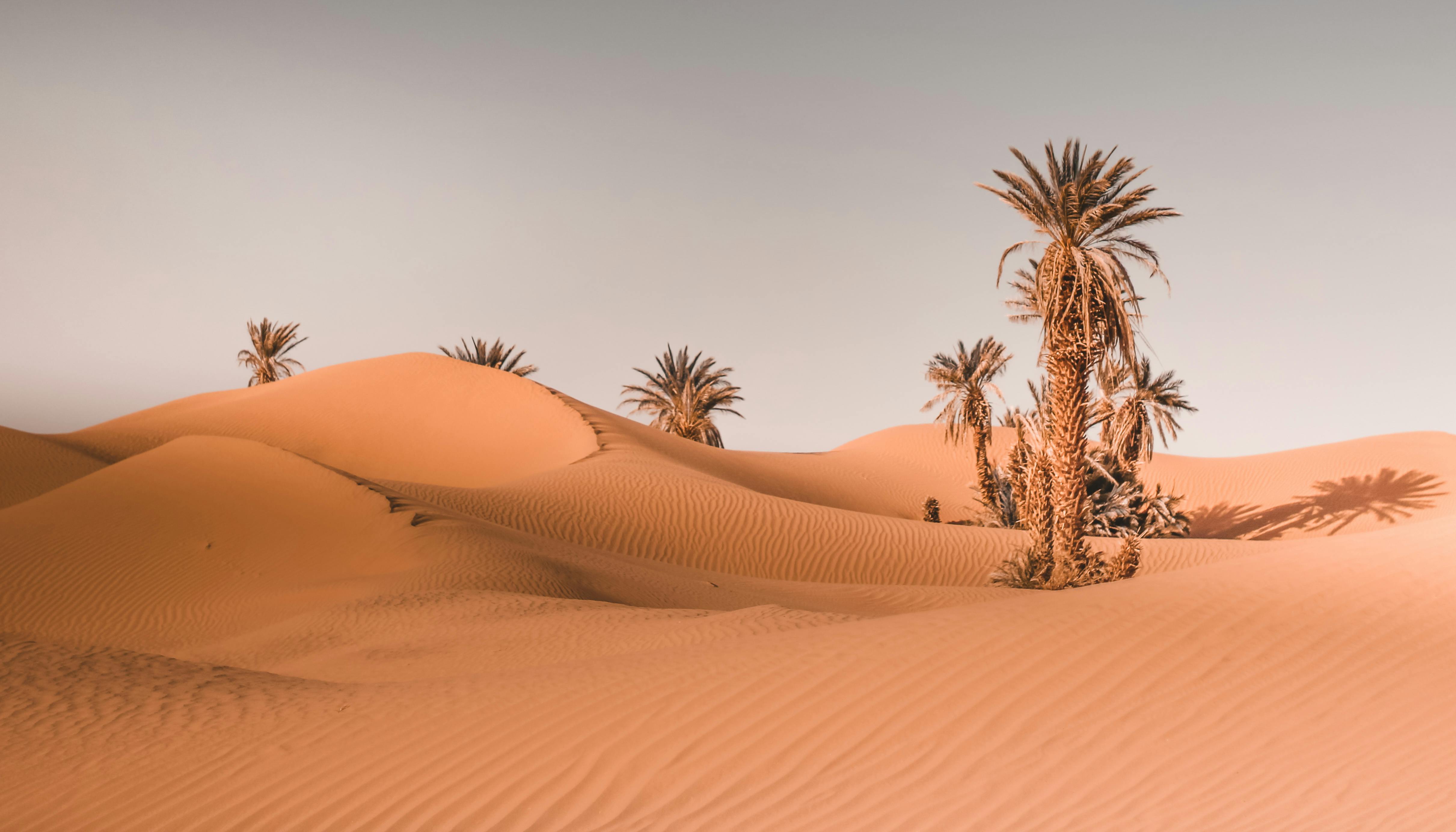 Palm Trees on Barren Desert · Free Stock Photo
