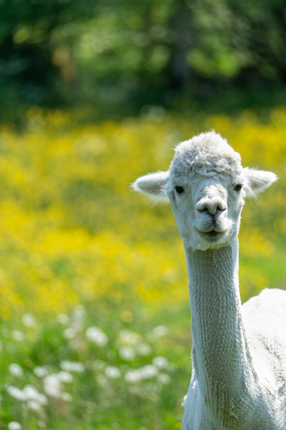Alpaca Photos, Download The BEST Free Alpaca Stock Photos & HD Images