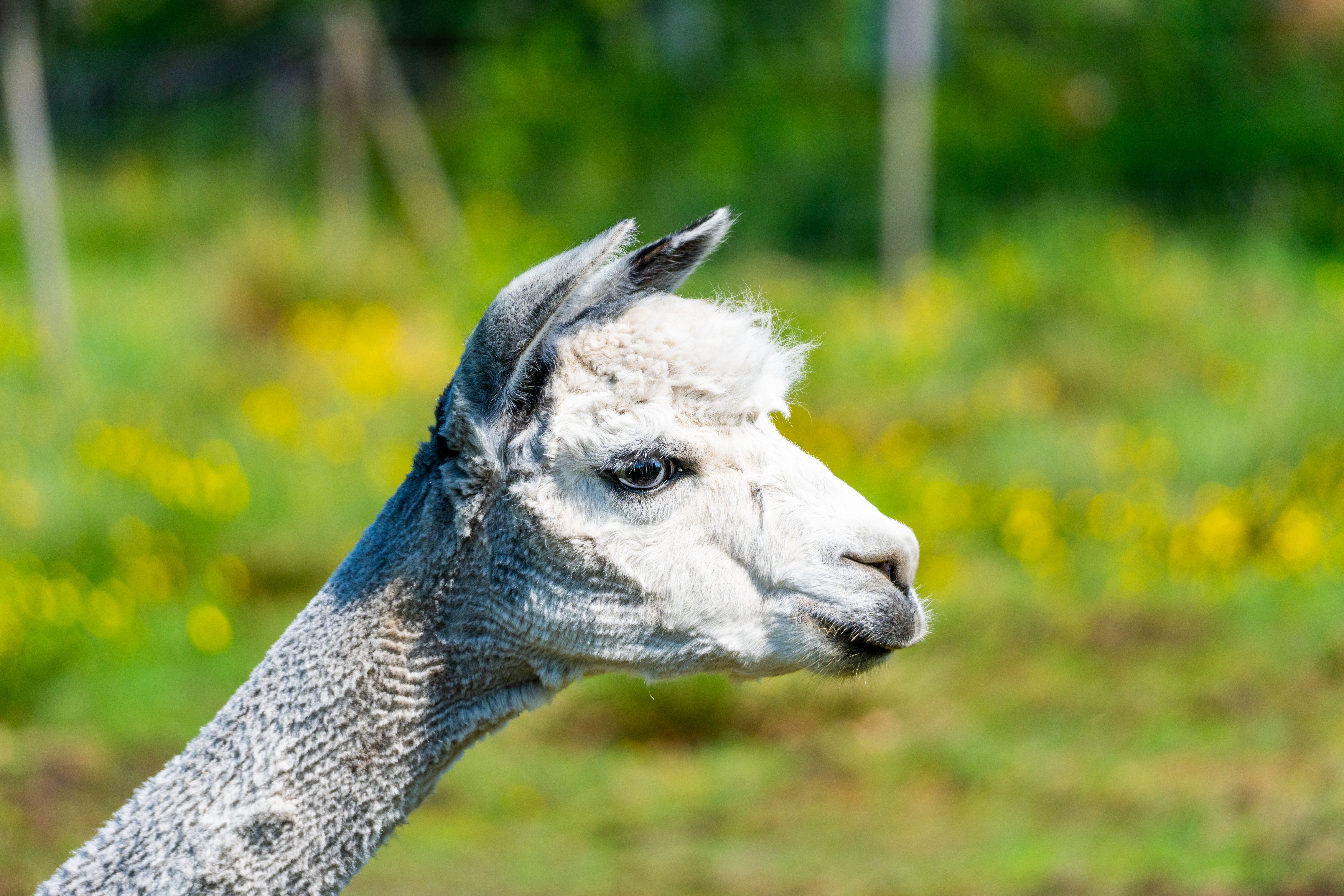 Close-up of a Freshly Sheared Alpaca · Free Stock Photo