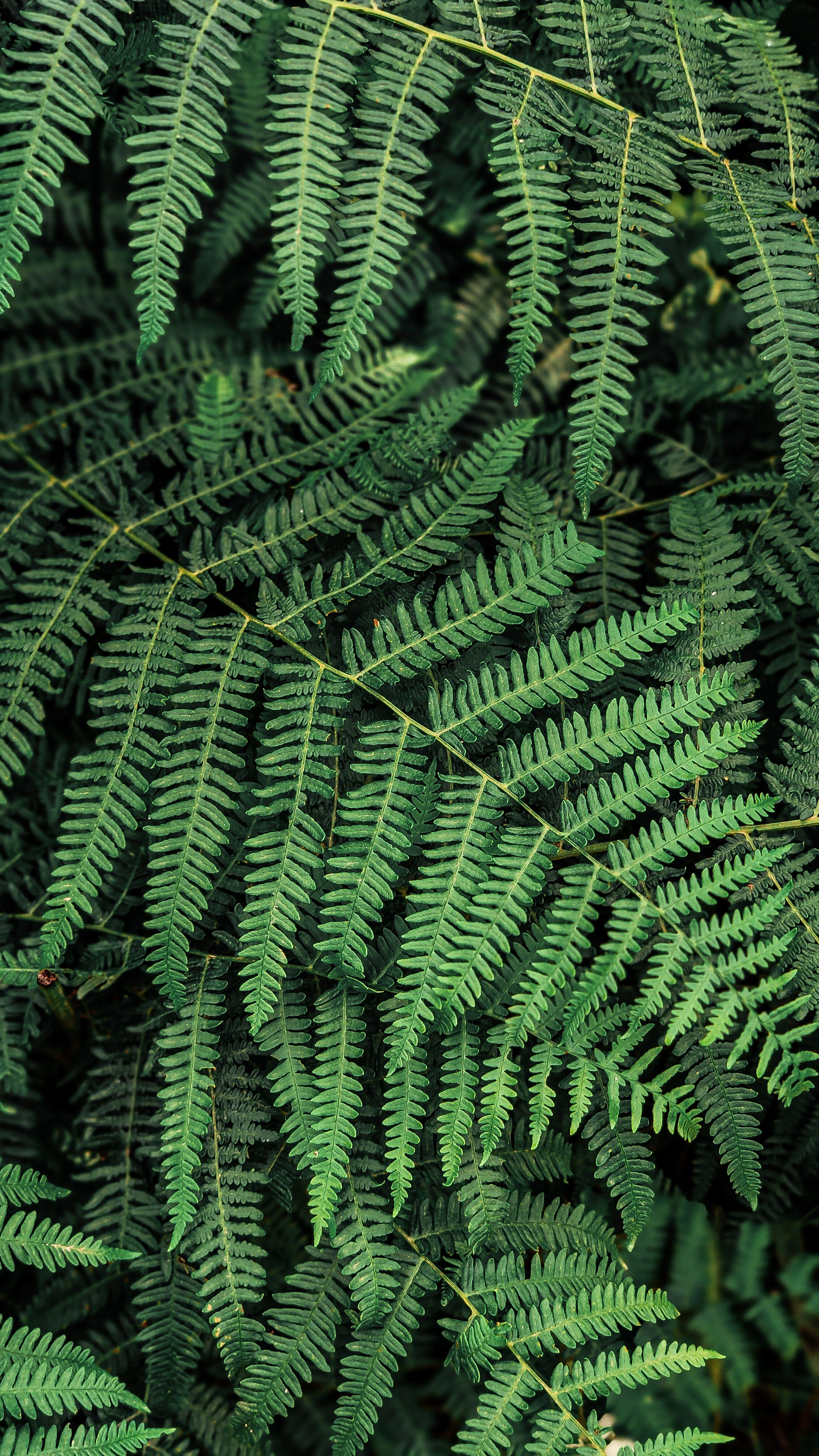Close-up Photo of Green Fern Plants · Free Stock Photo