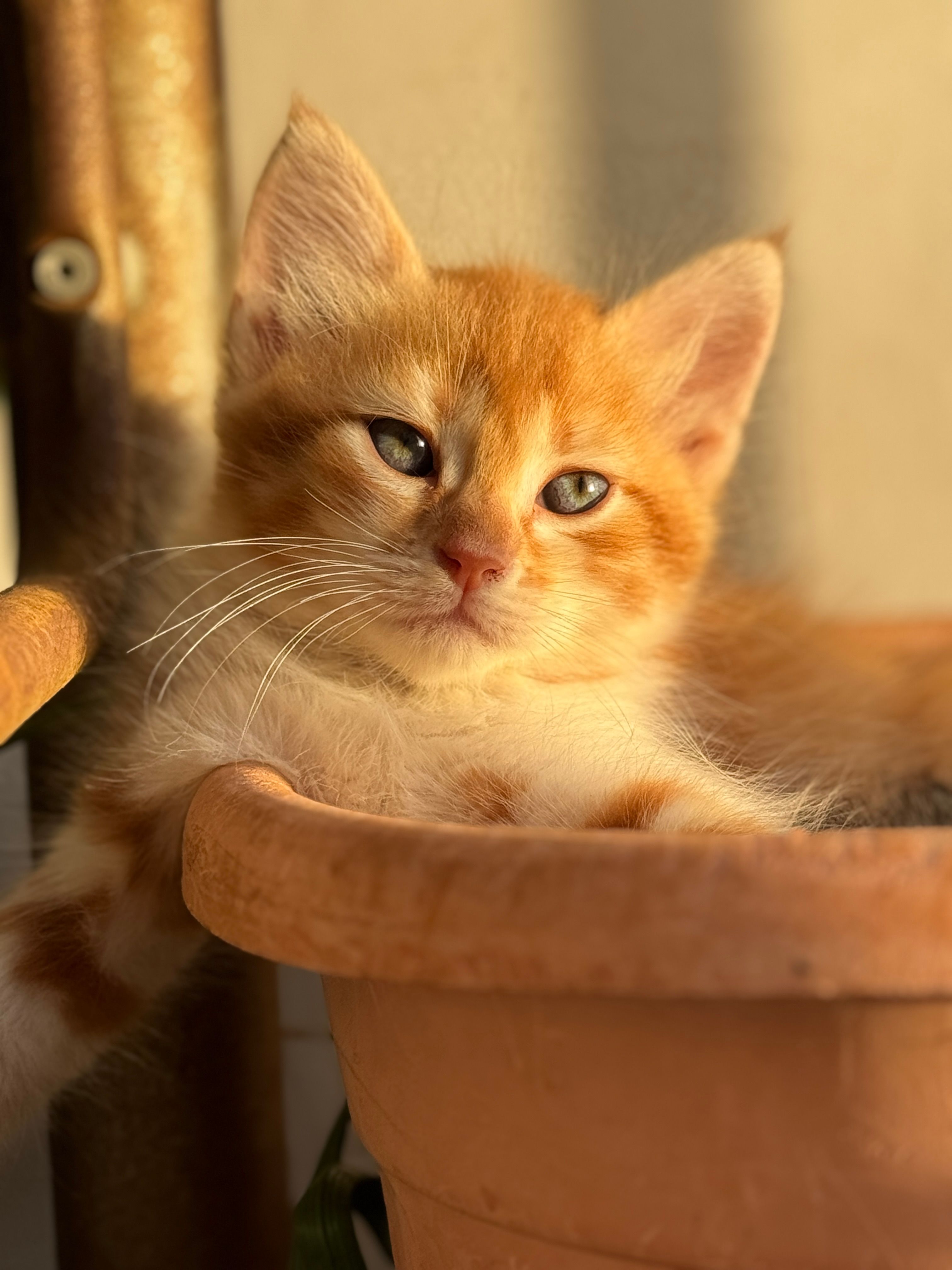 Ginger Kitten in Flowerpot · Free Stock Photo