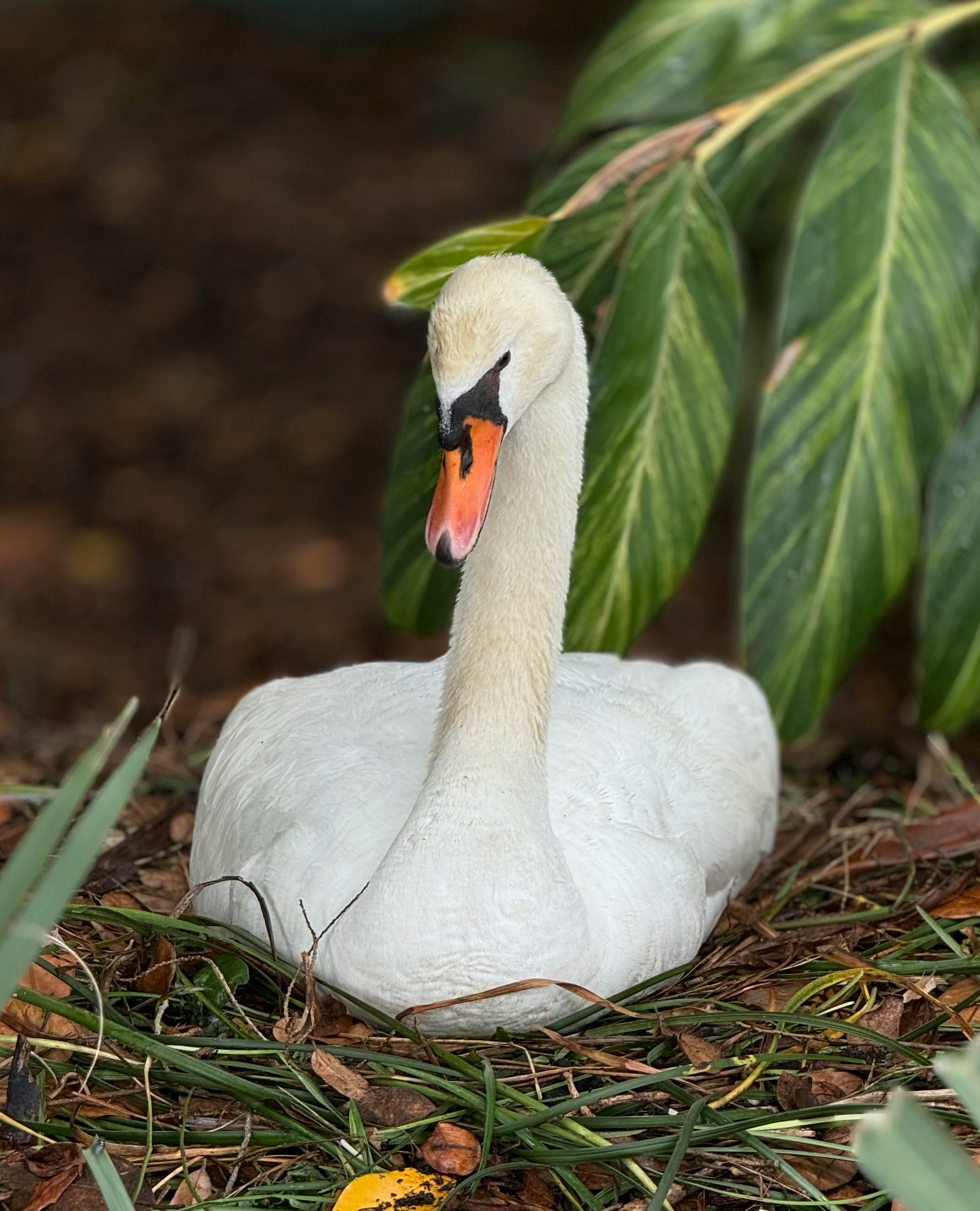 White Goose · Free Stock Photo