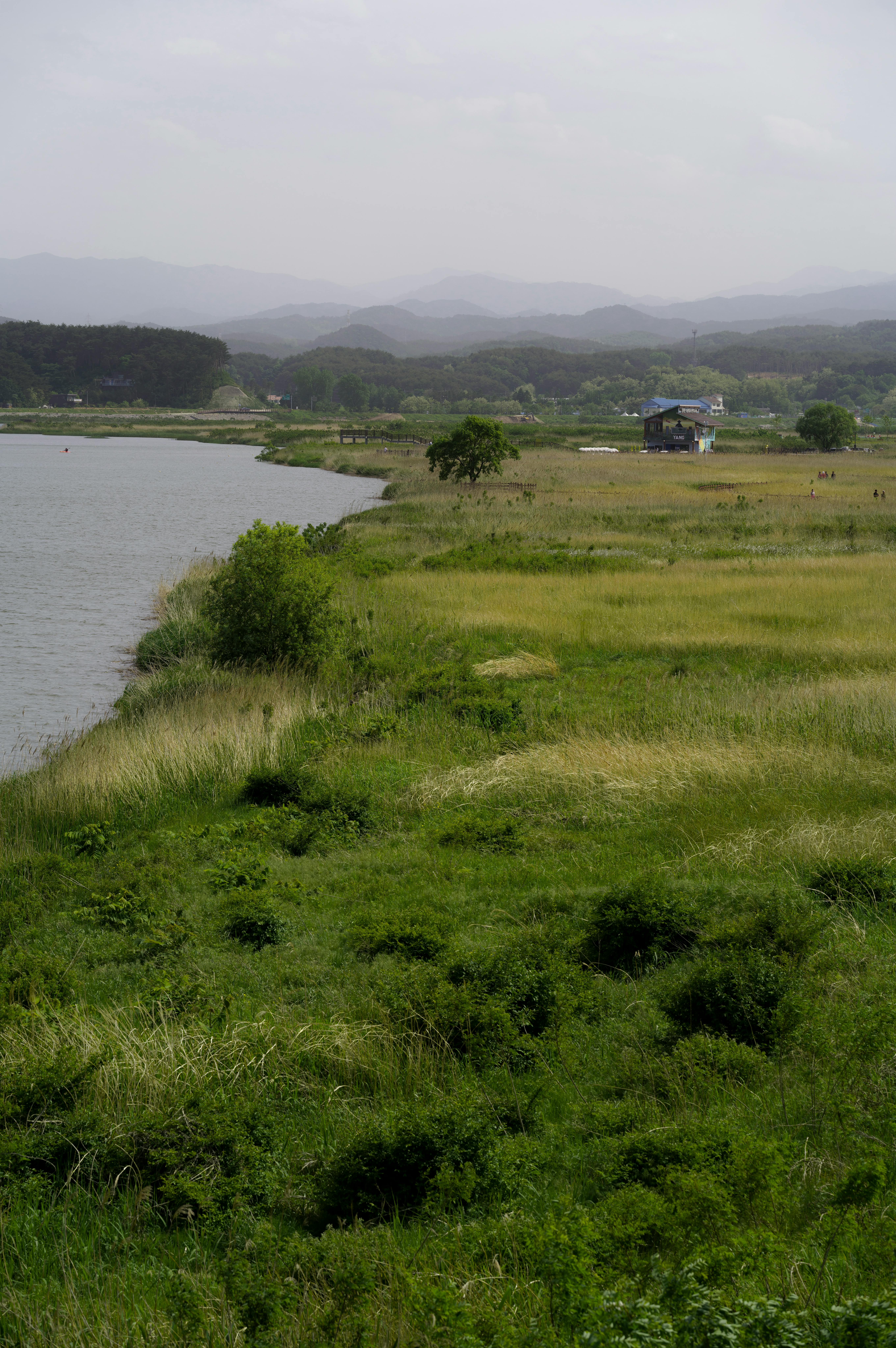 Grass on Bank of River · Free Stock Photo