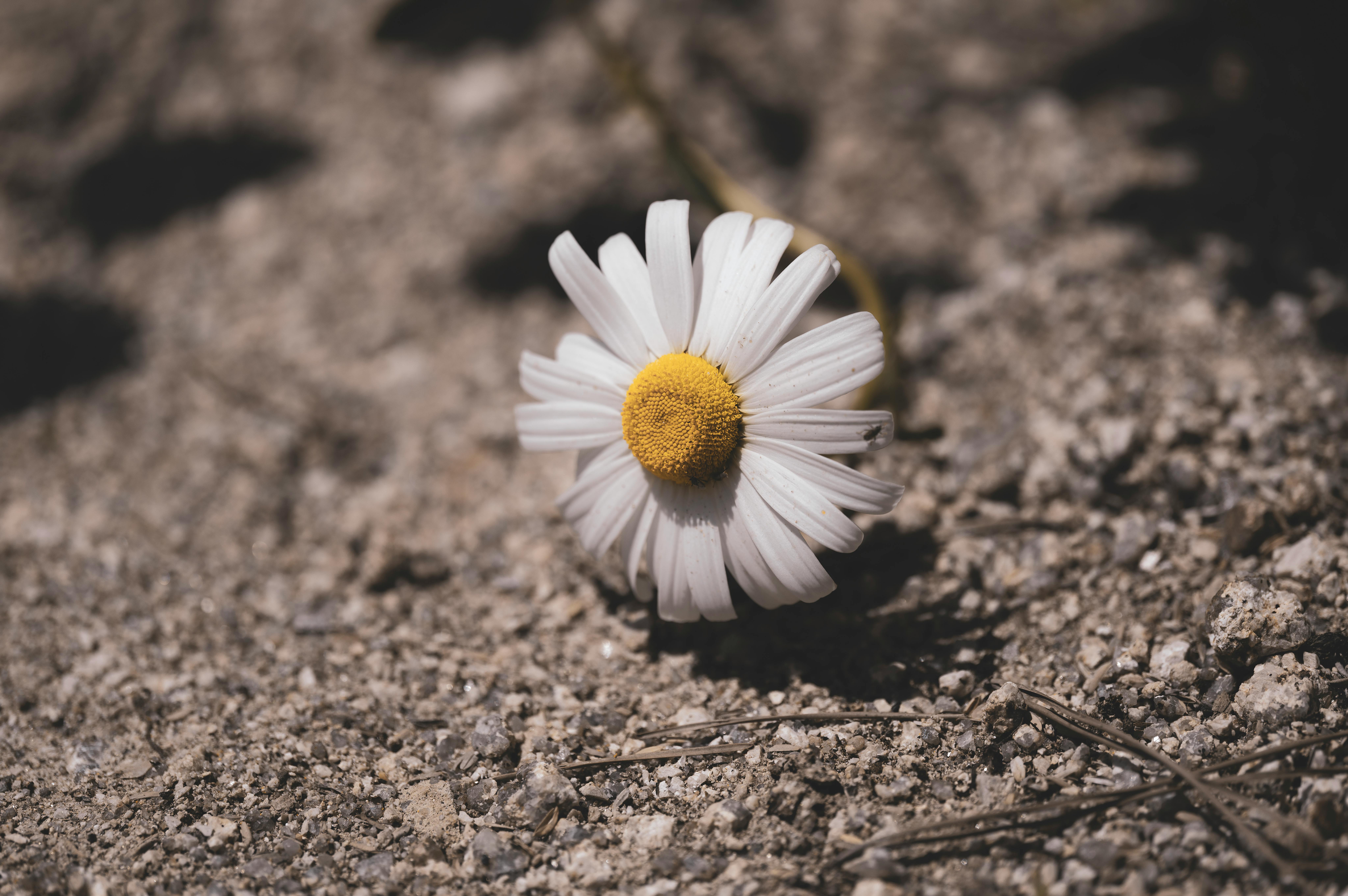 Close-up of a Daisy Flower Lying on the Ground · Free Stock Photo