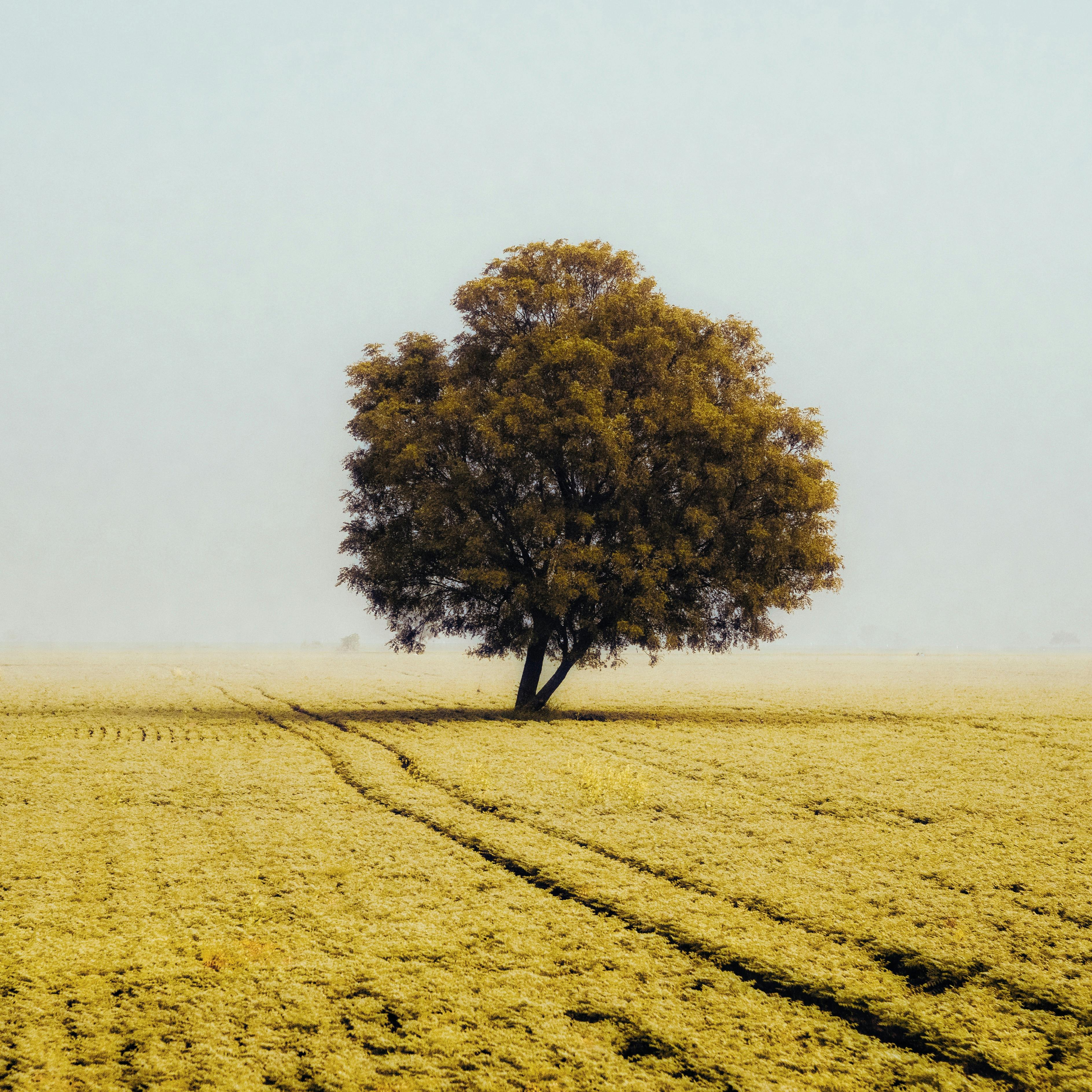 Single Tree on Field · Free Stock Photo