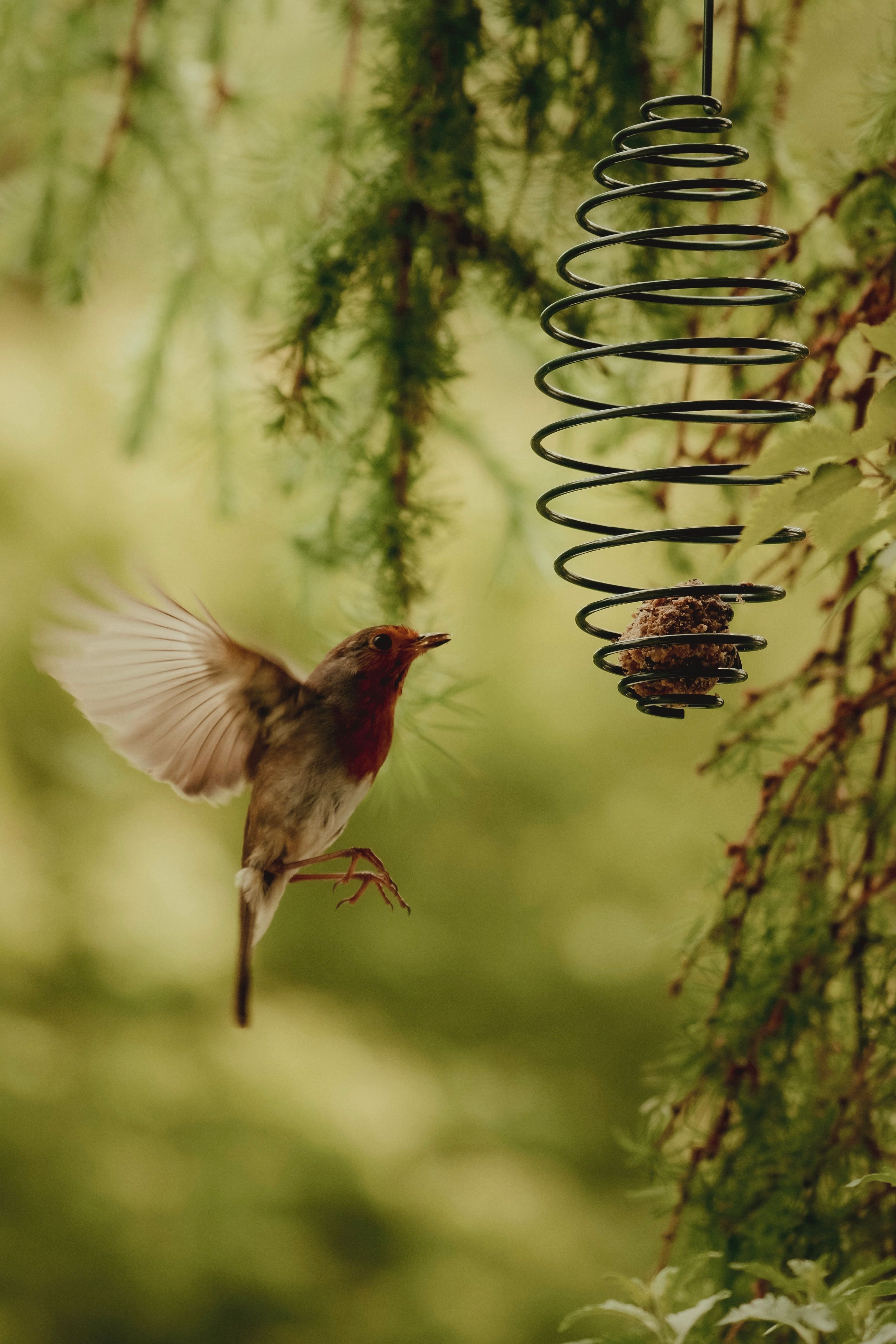 Robin Bird Flying over Feeder · Free Stock Photo