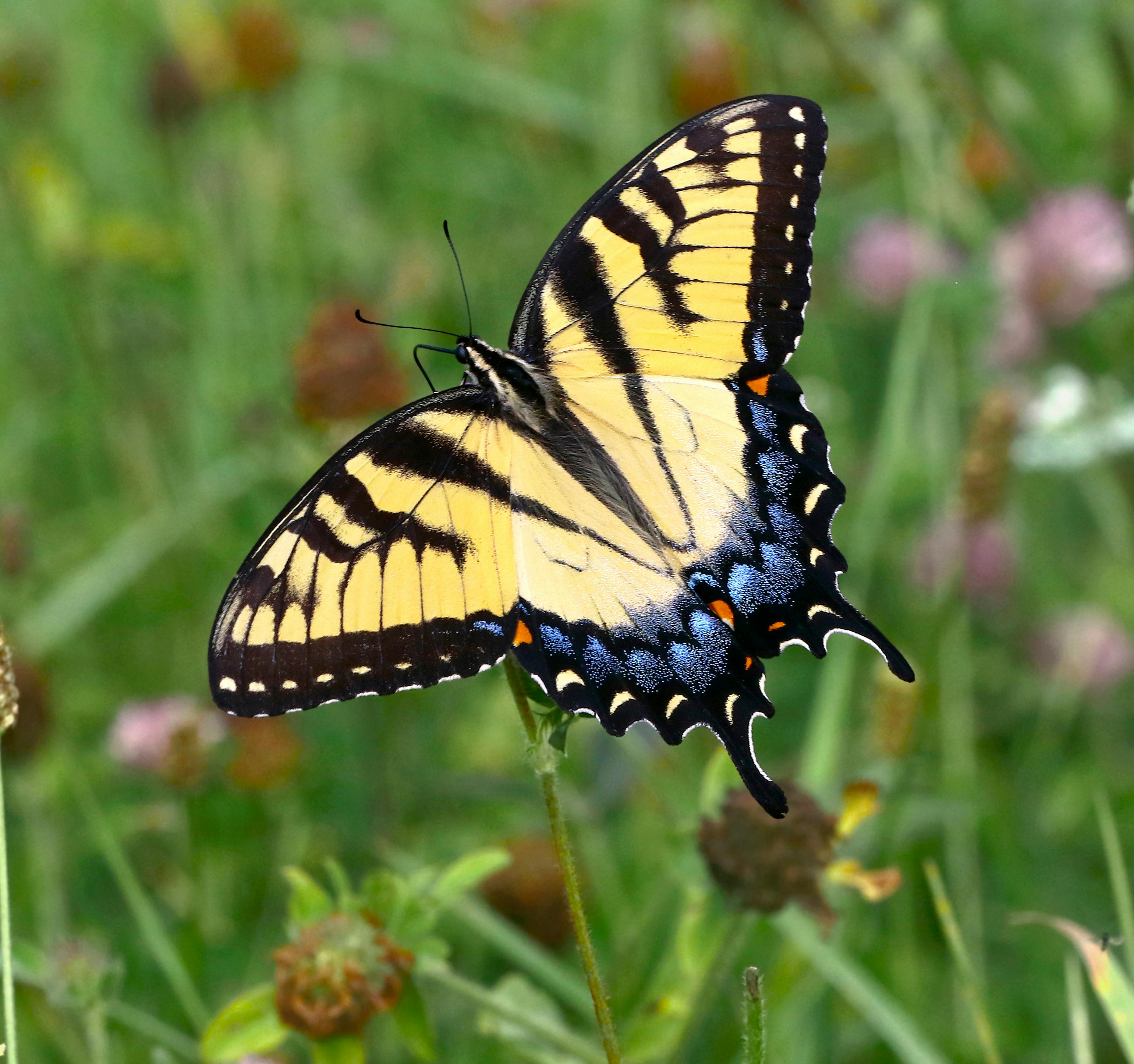 Eastern Tiger Swallowtail (Papilio glaucus) female, Yellow color form ...