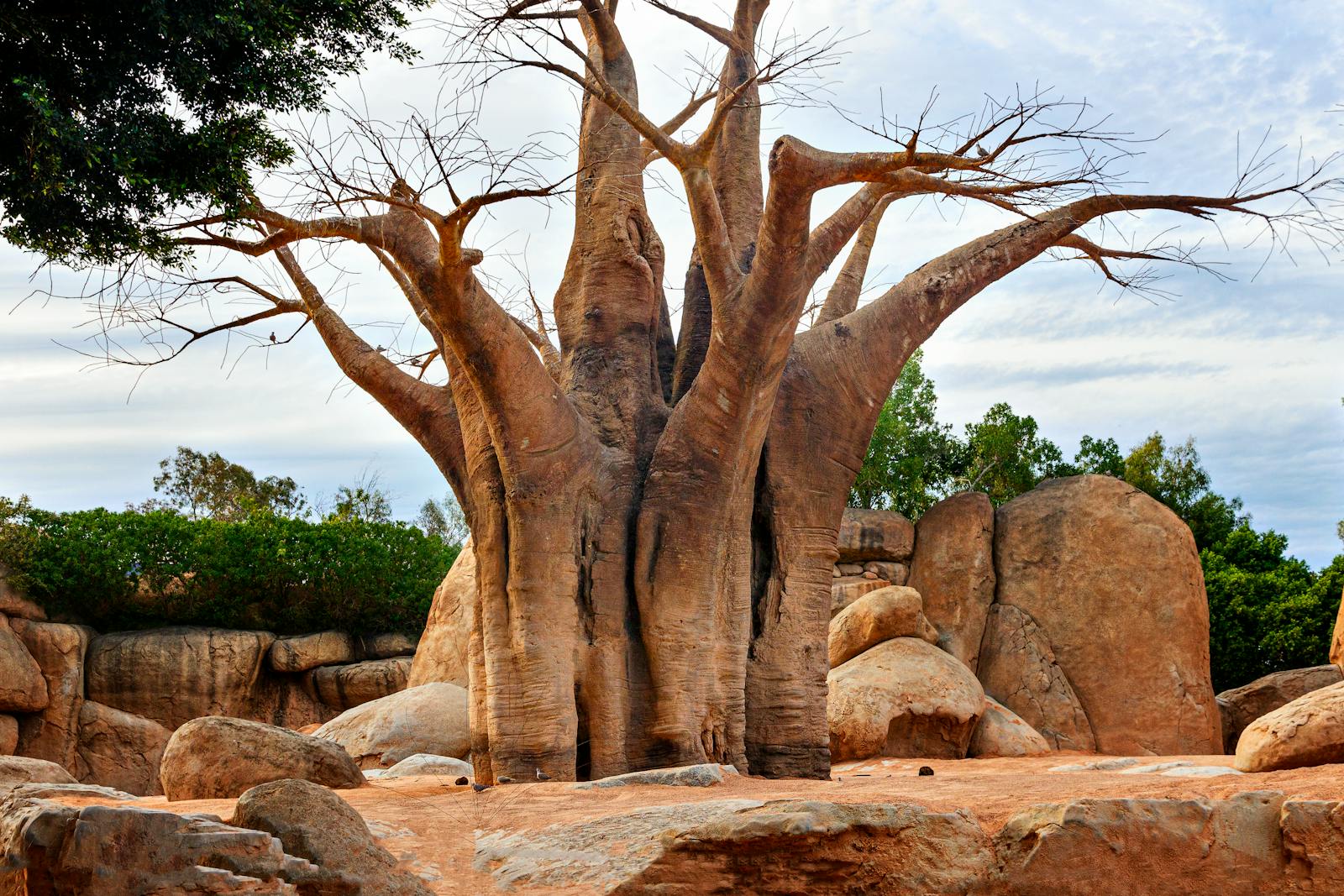 Baobab Tree Photos, Download The BEST Free Baobab Tree Stock Photos ...