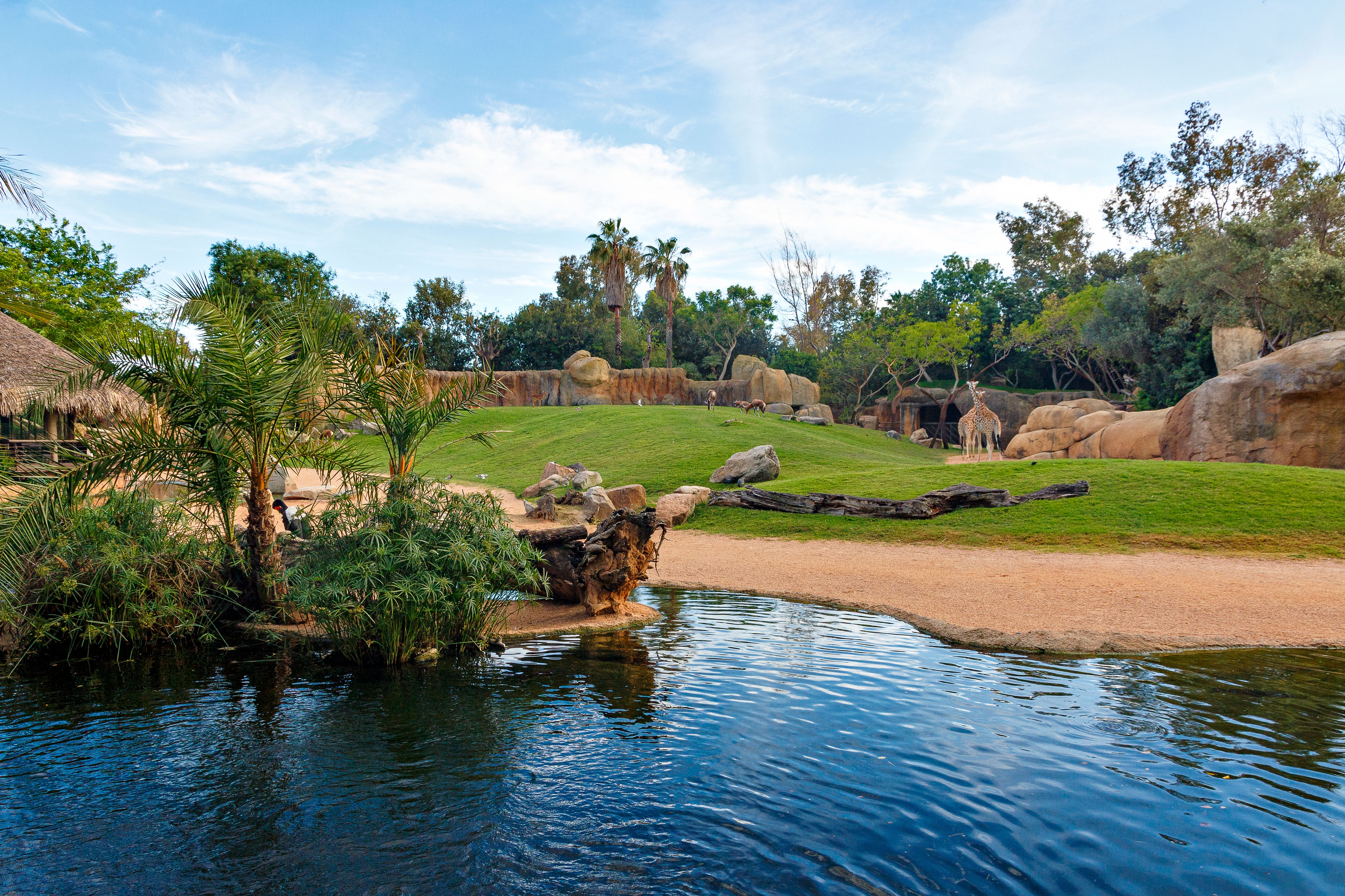Lake and Palm Trees in Zoo · Free Stock Photo