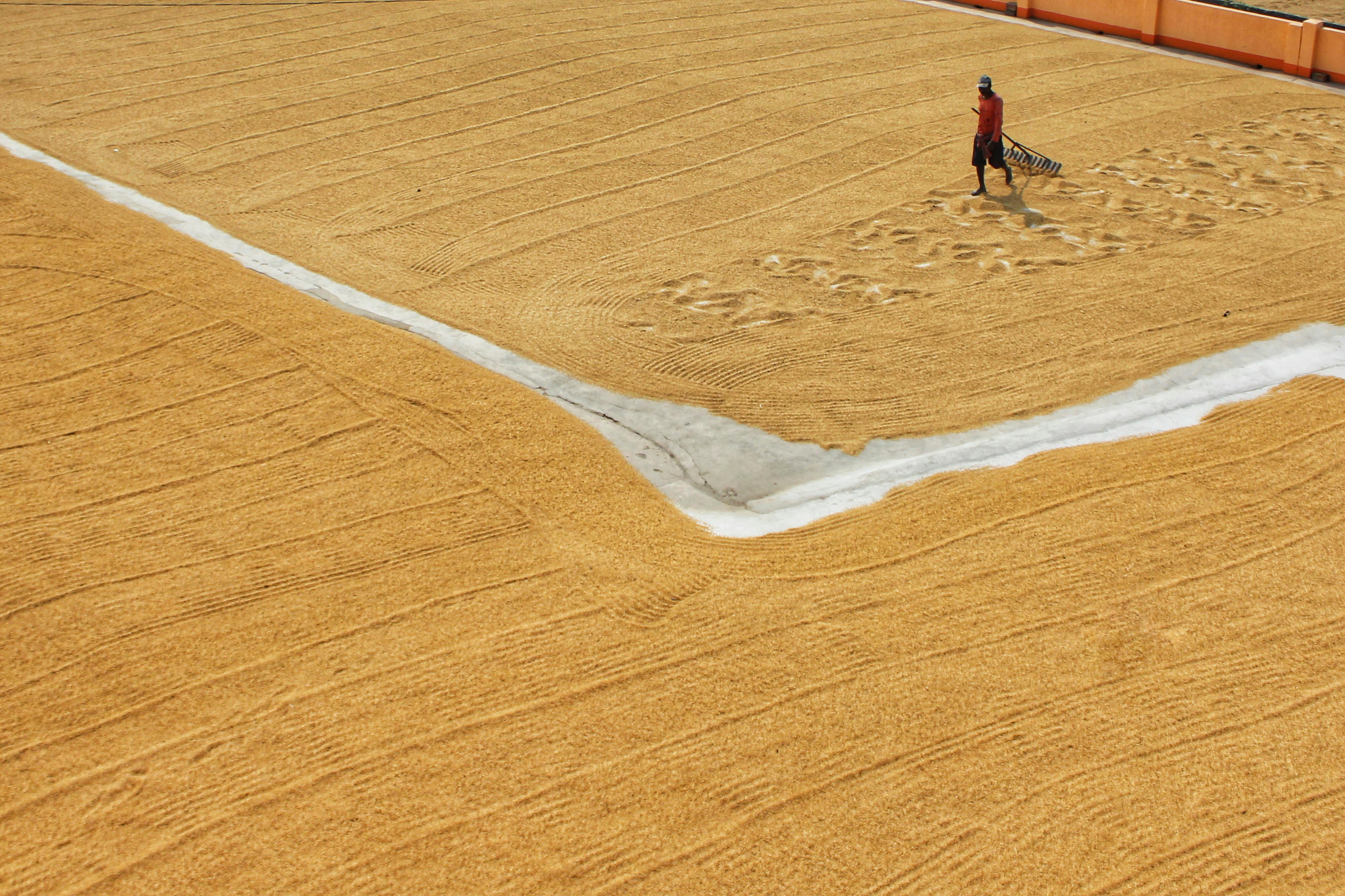 Farmer Drying Rice Grain in a Field · Free Stock Photo